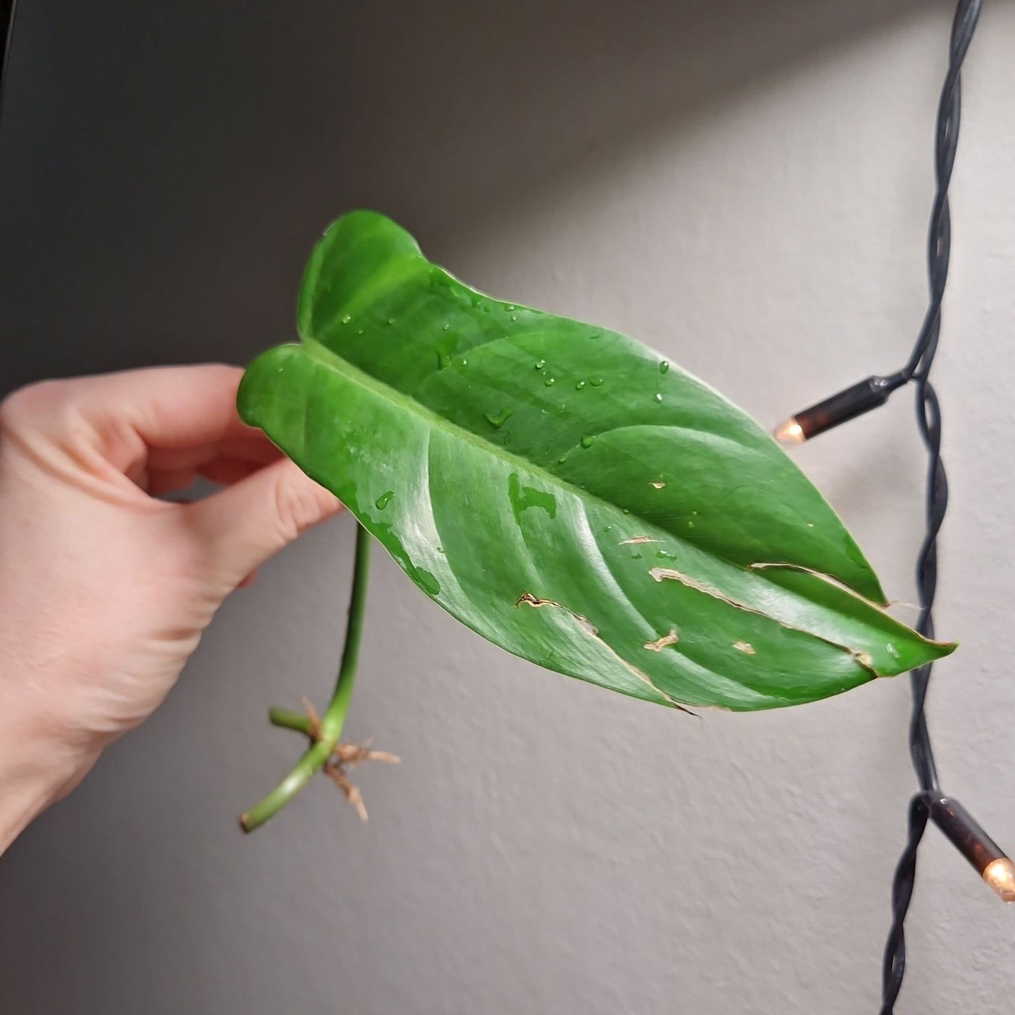 Philodendron Jerry horne stickling | Köp på Tradera (655926981)