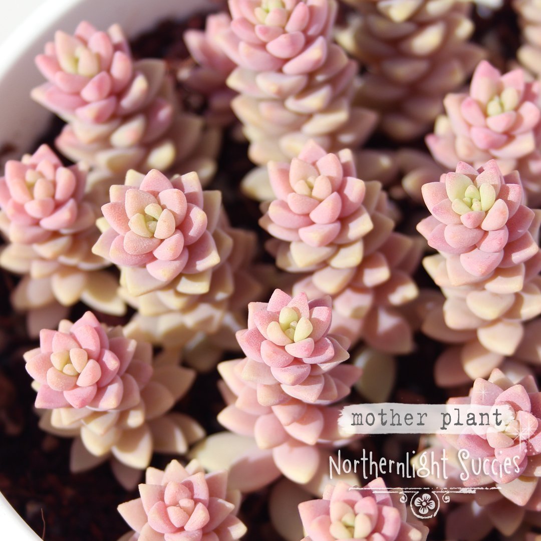 Sedeveria Pink Granite - 1 stickling - sedum + .. | Köp på Tradera ...