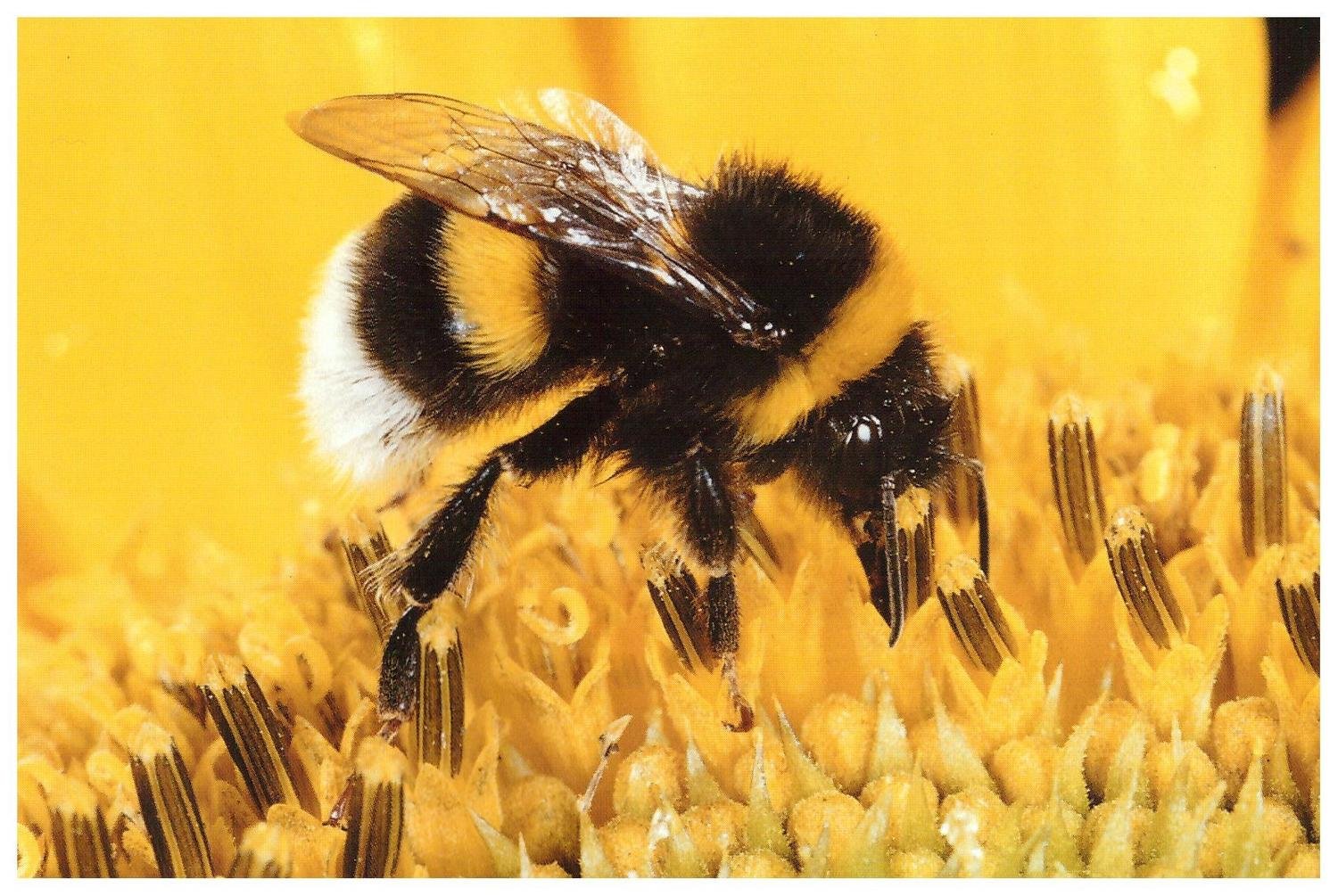 HUMLA (397612897) | Köp på Tradera