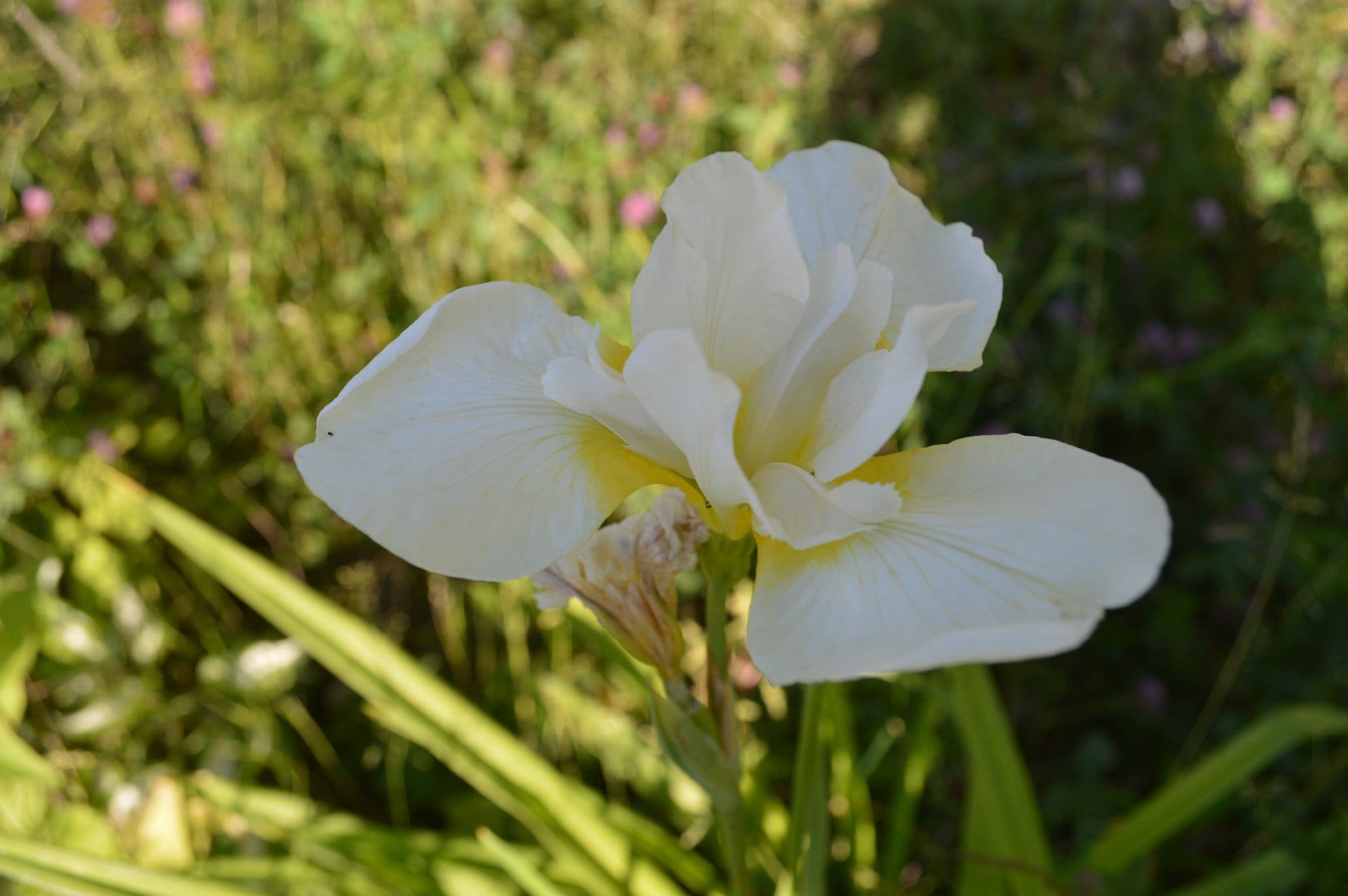 Strandiris med vit blomma en riktig mormorsväxt.. | Köp på Tradera ...