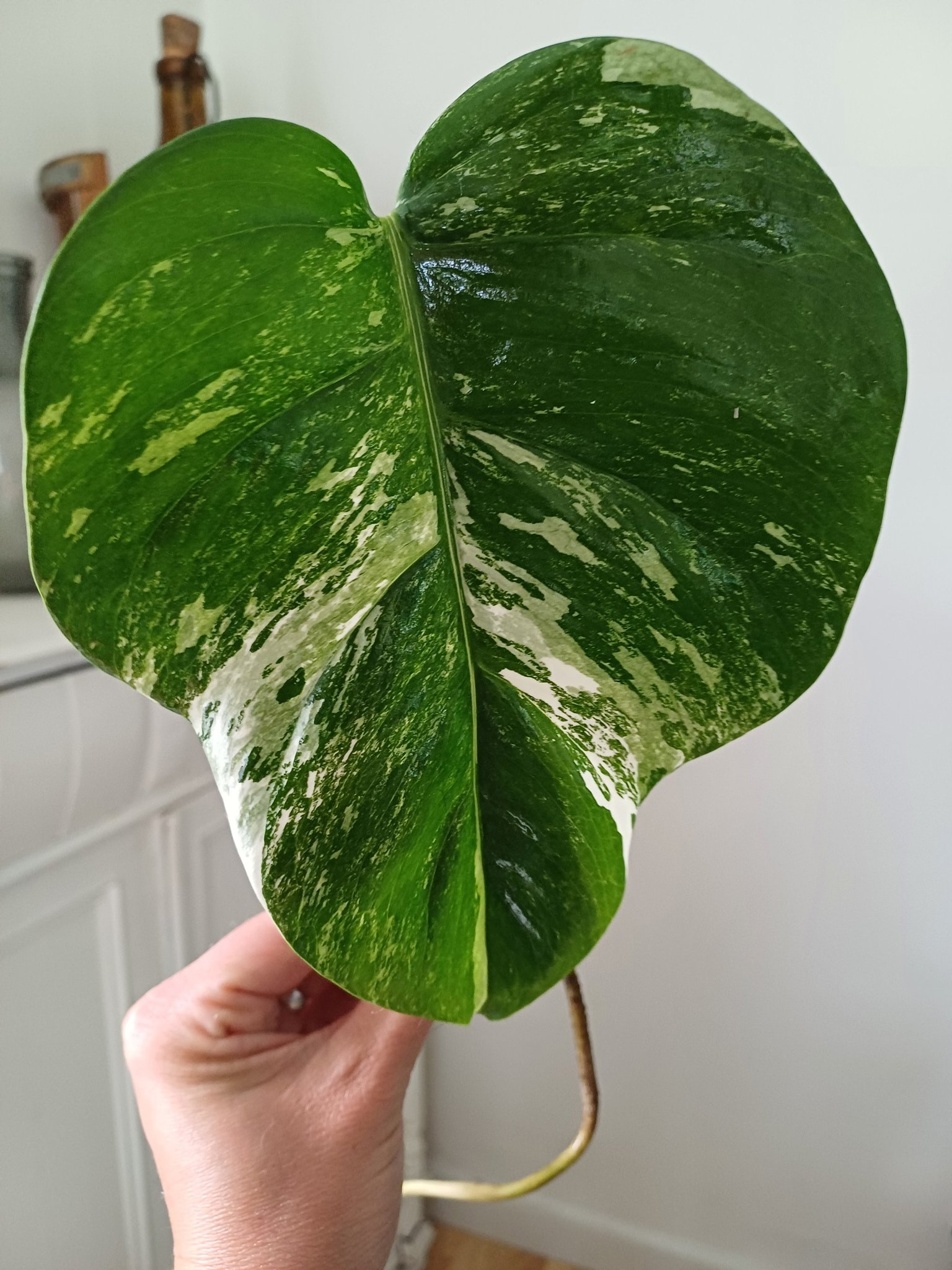 Se produkter som liknar Monstera Variegata rotad stic.. på Tradera ...