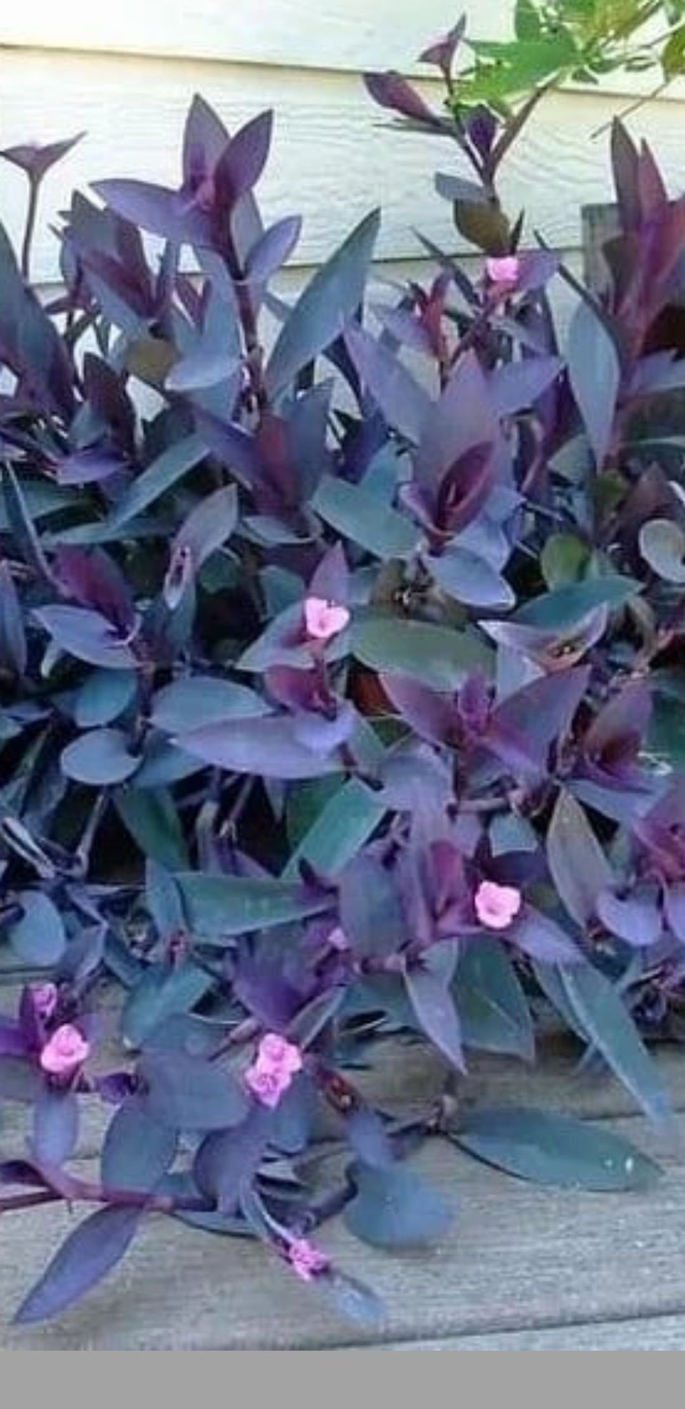 Tradescantia Pallida / Purpurblad - 2 st rotade.. | Köp på Tradera ... Tradescantia Pallida / Purpurblad - 2 st rotade.. | Köp på Tradera ...