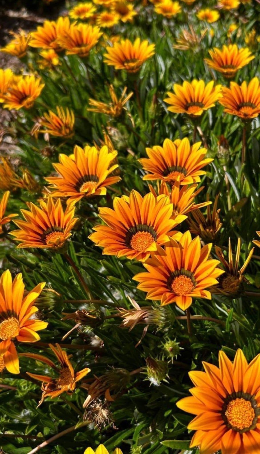 Gazania 20x frö perenn påfågelblomster | Köp på Tradera (699388698)
