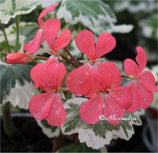 Söta bladdekorativa pelargonen Frank Headley. R.. | Köp på Tradera ...