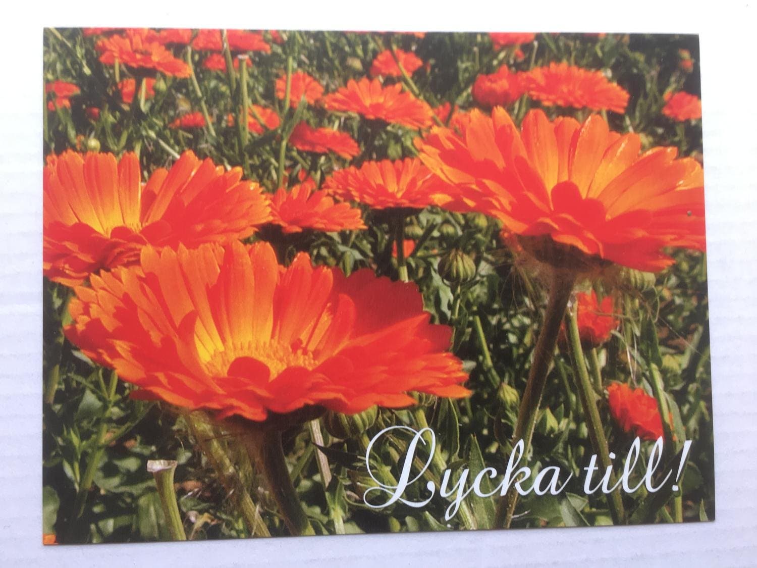 Ett vykort - Lycka till! - blomma/ blommor | Köp på Tradera (548568278)