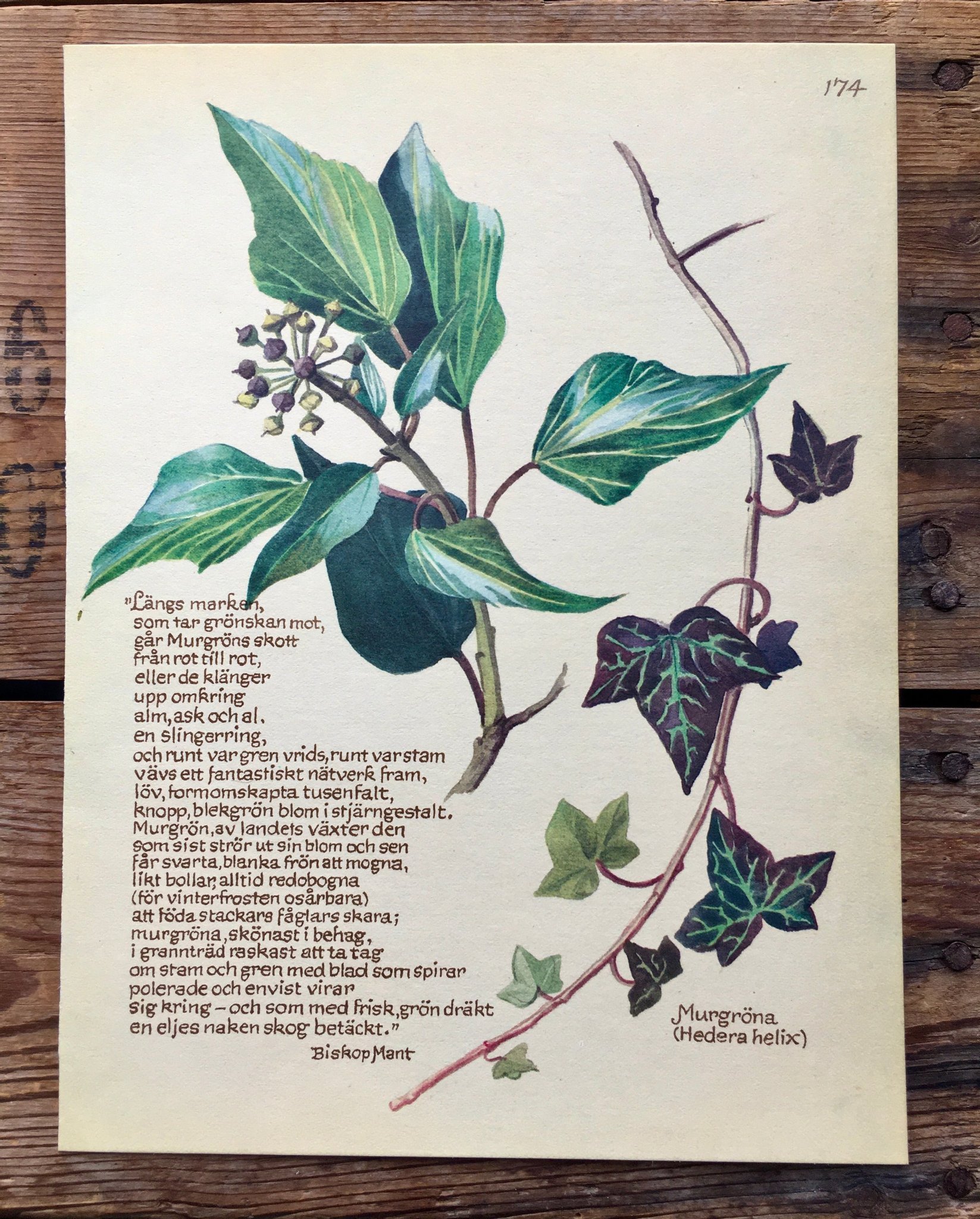 Äldre naturbild Murgröna Botanik Faksimil Inred.. | Köp på Tradera ...