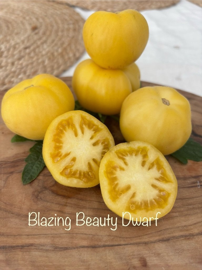 Blazing BeautyDwarf DTP 10 Tomatfrön | Köp på Tradera (713539243)