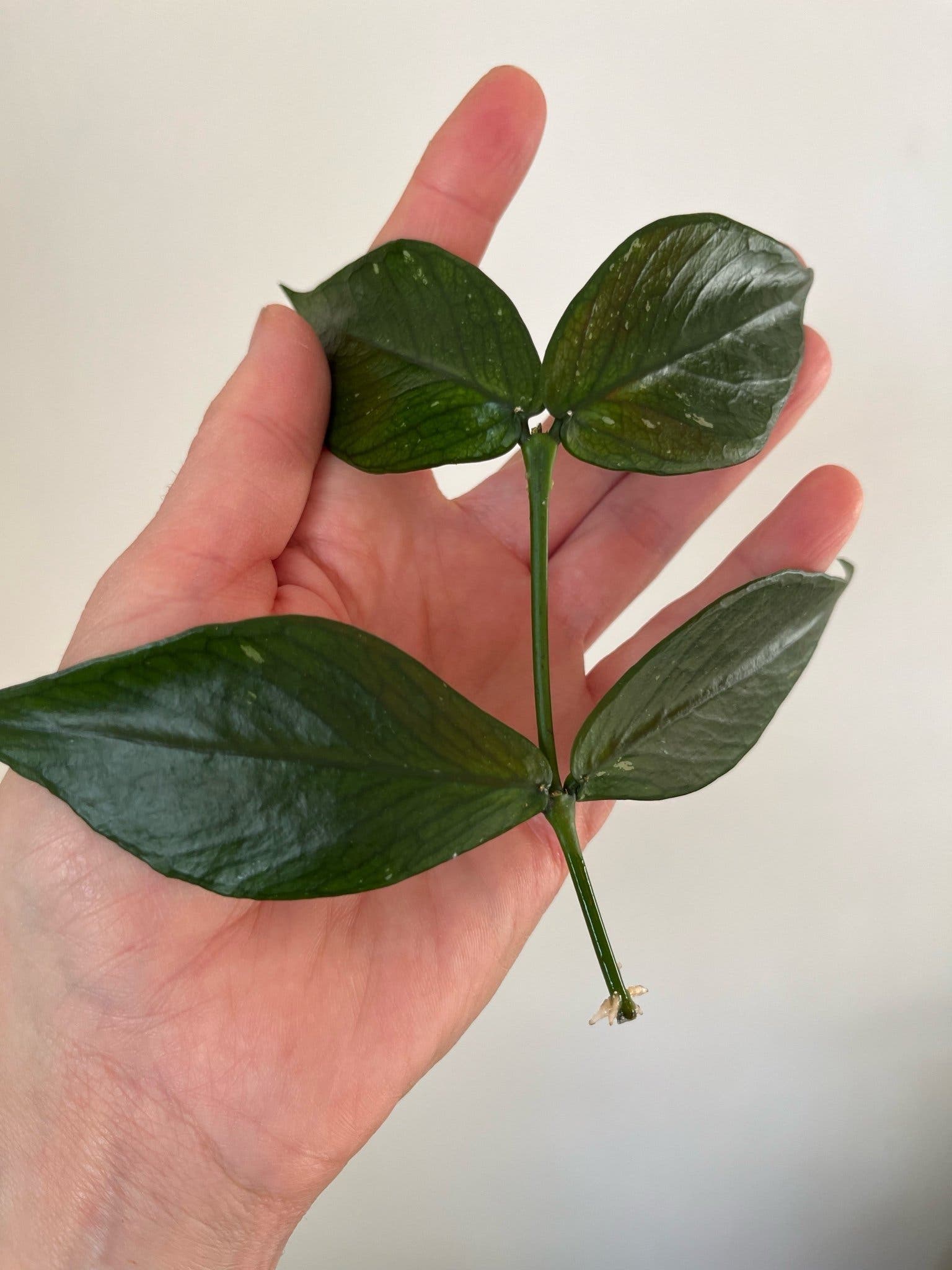 Hoya Polyneura fishtail stickling växt planta | Köp på Tradera (650113094)