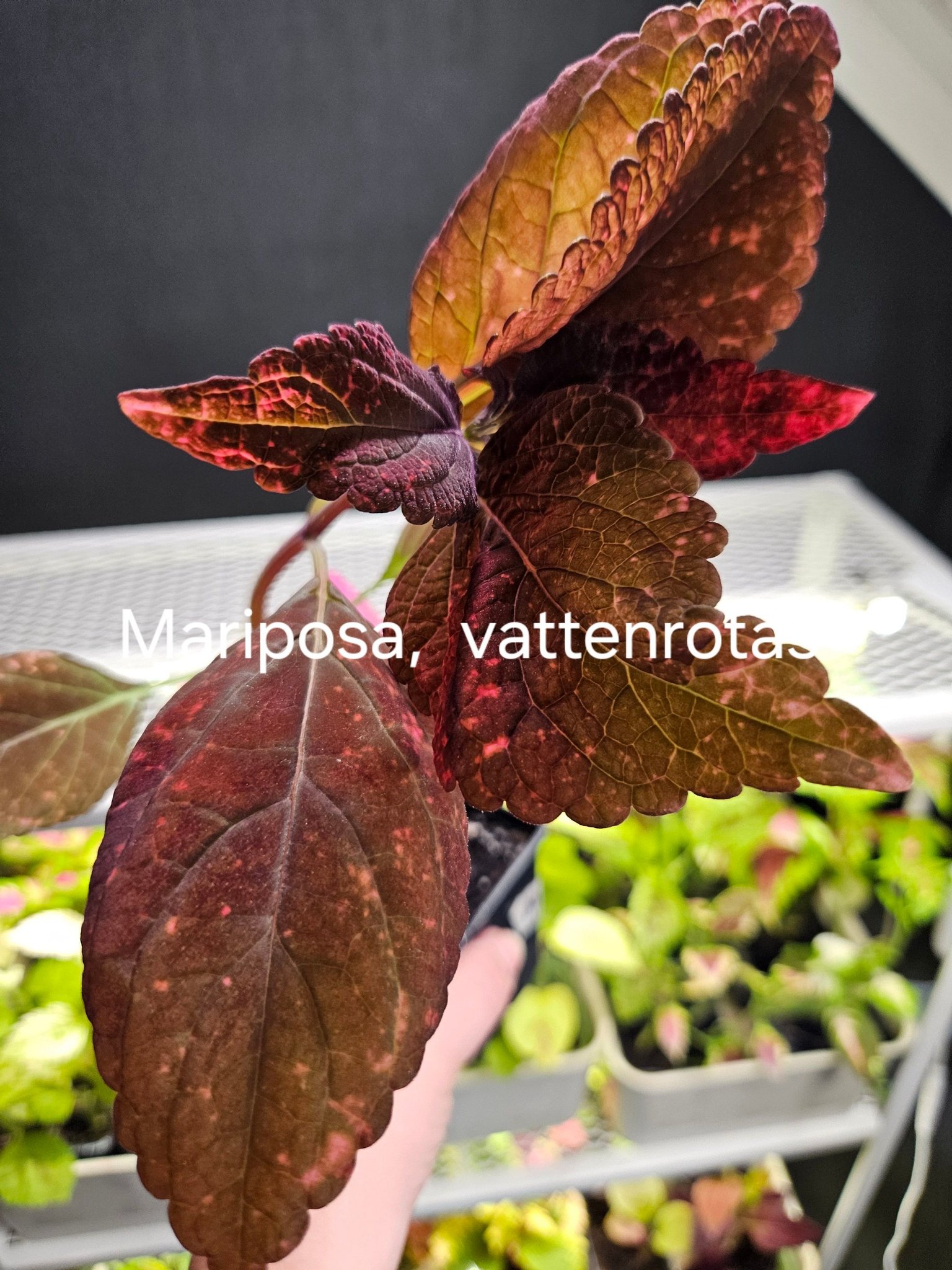 Se produkter som liknar Palettblad stickling Mariposa på Tradera ...