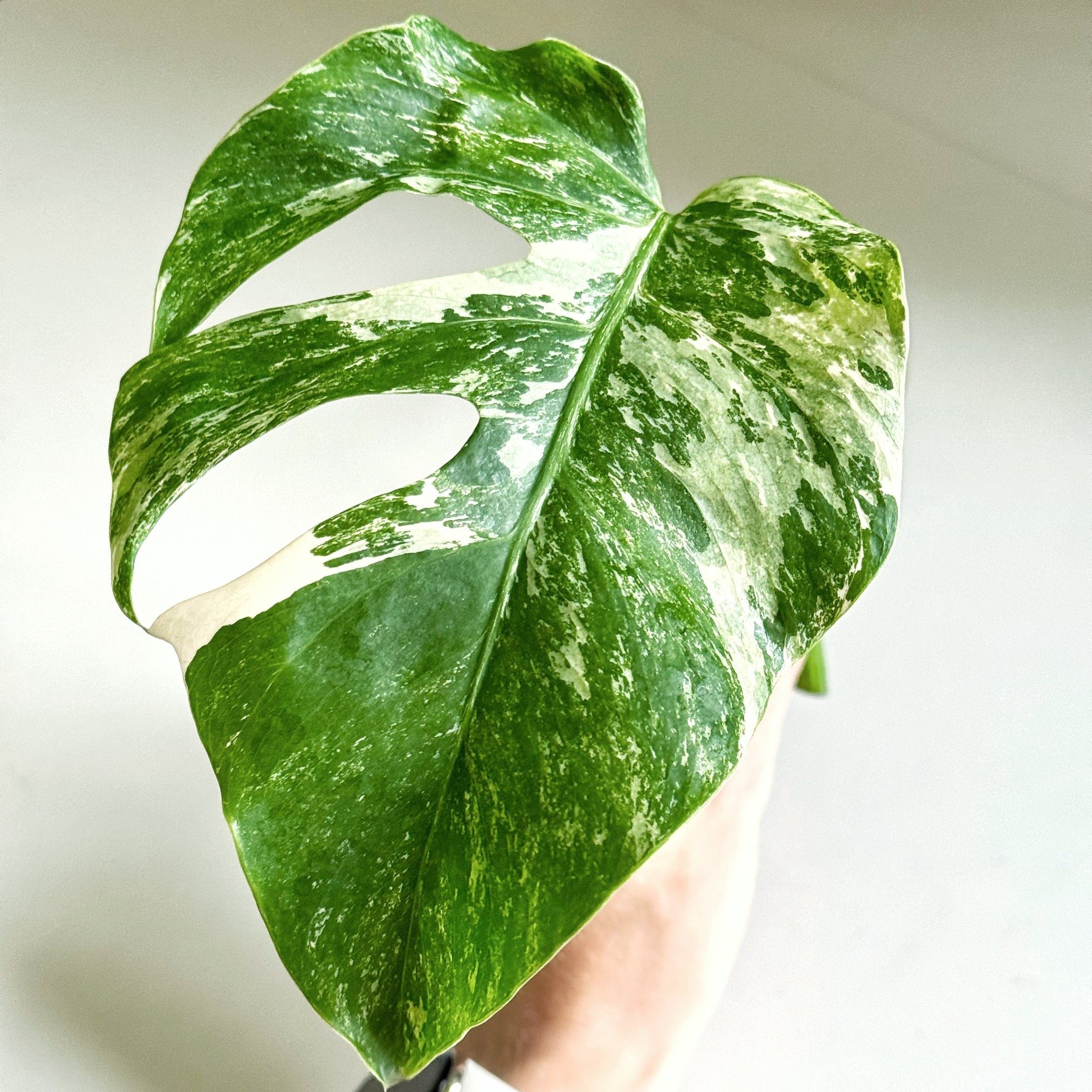 Monstera ” ALBO VARIEGATA " Rotad stickling (De.. | Köp på Tradera ...