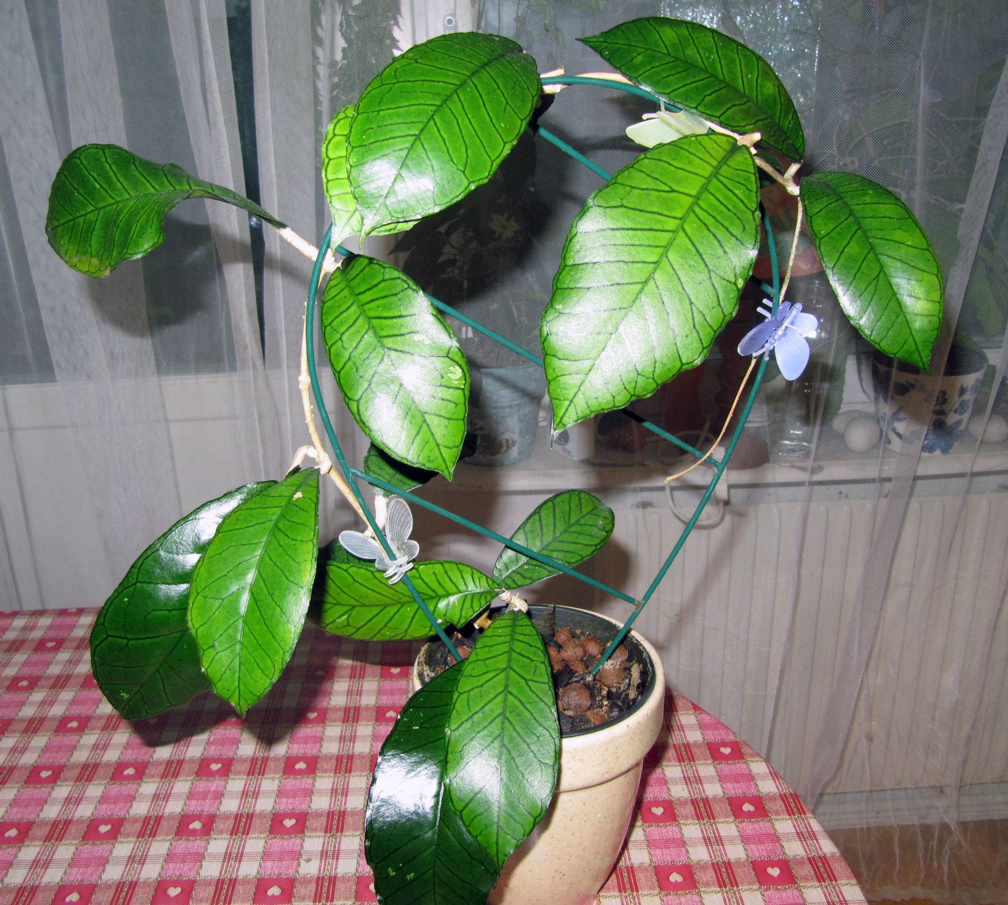 Se produkter som liknar Hoya sp Borneo Gunung Gading på Tradera (691048197)