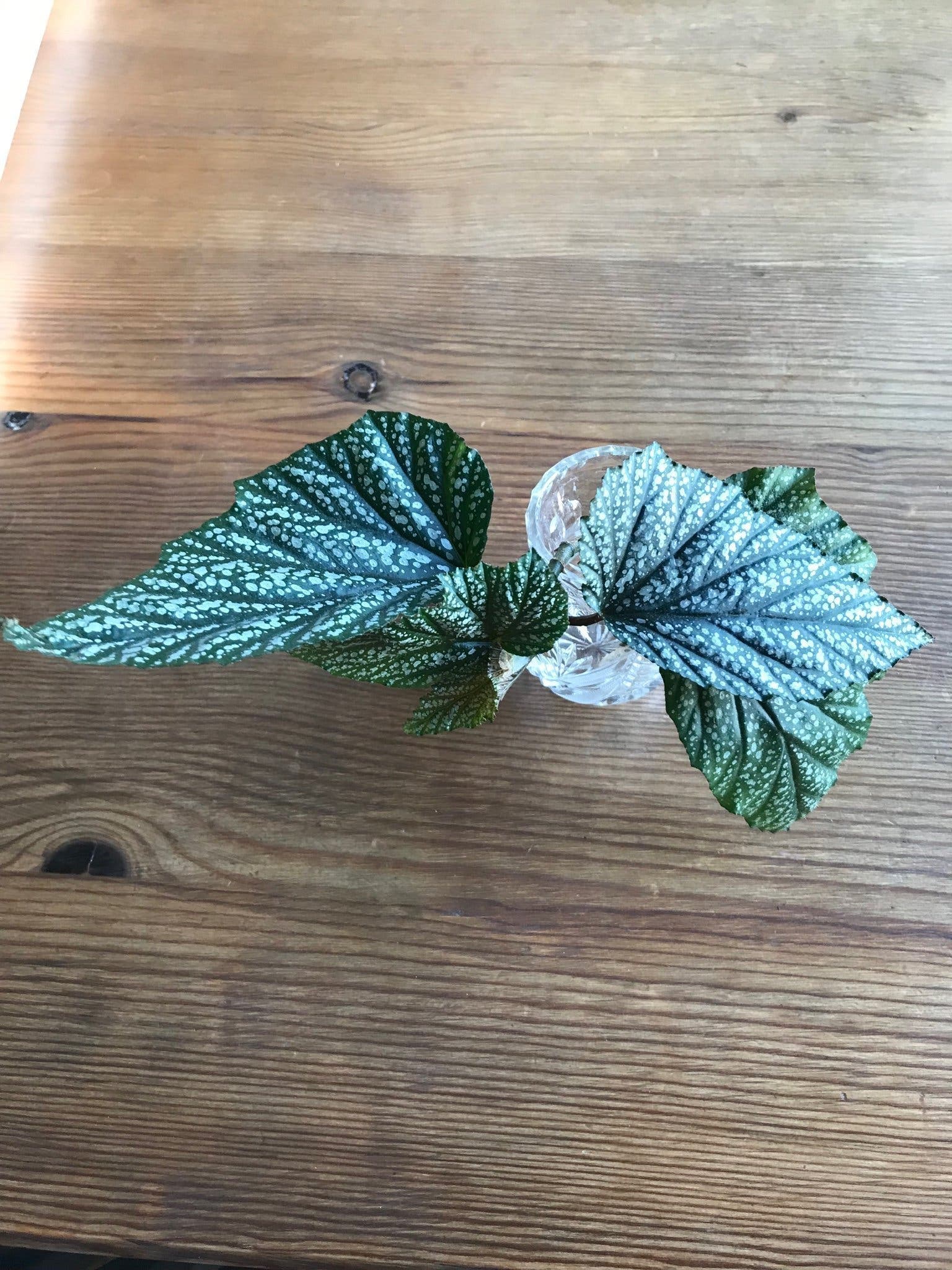 Stickling av Begonia Argenteo Guttata?? | Köp på Tradera (634933148)
