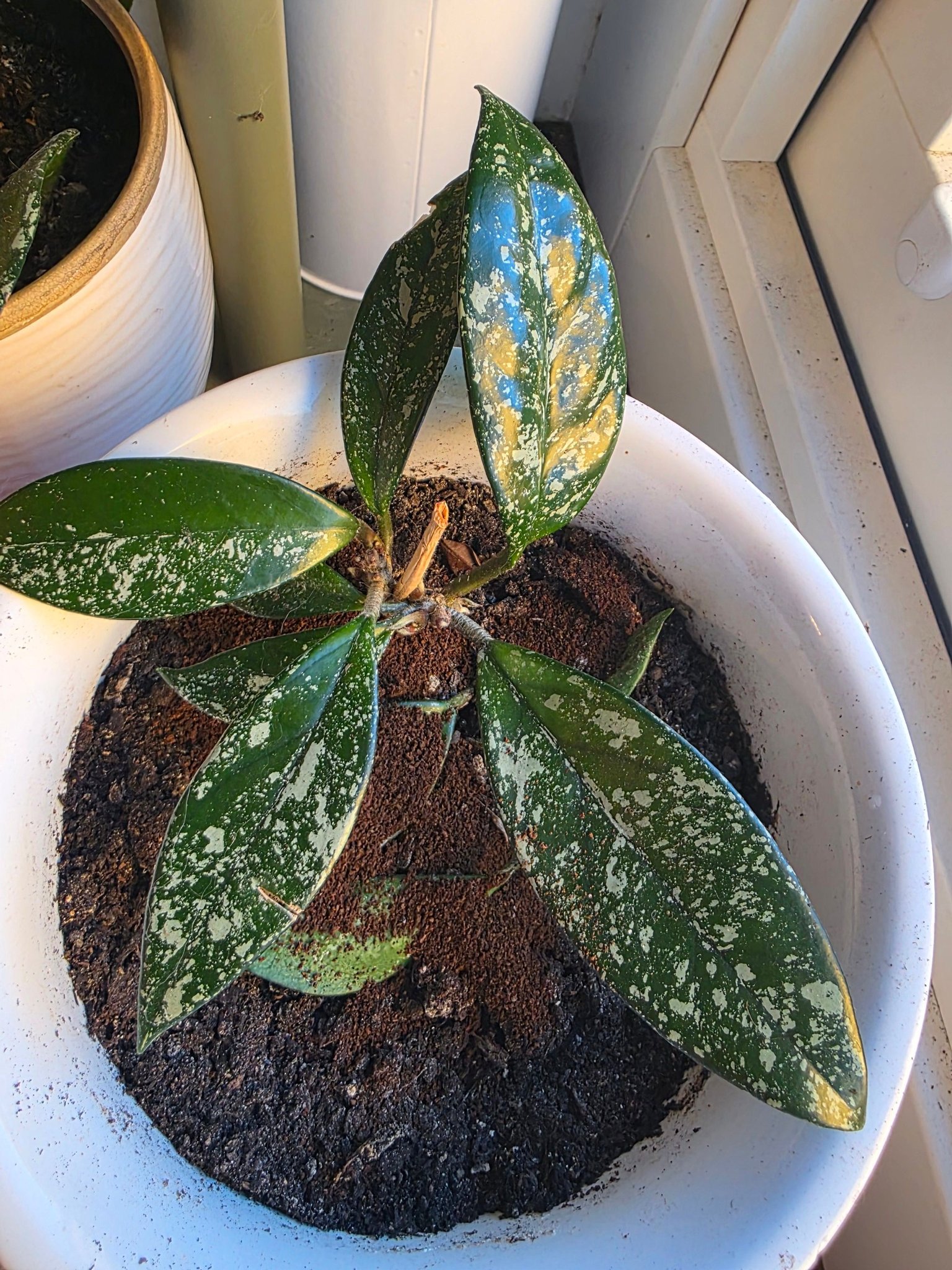 Hoya Carnosa 'Freckles'/Splash | Köp på Tradera (708673380)