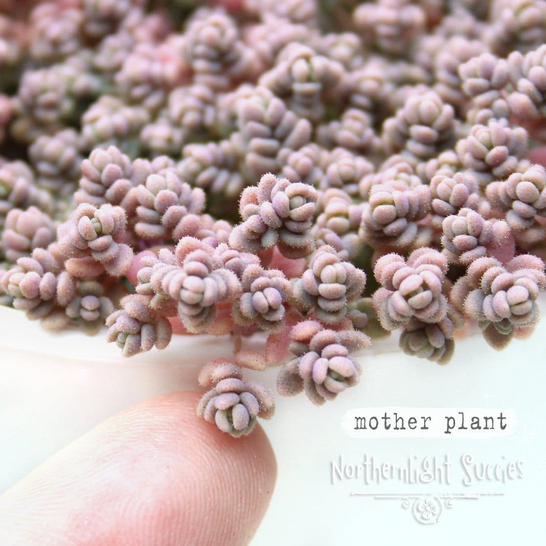 Sedum Minor - 1 sista planta - fetblad | Köp på Tradera (735210383)
