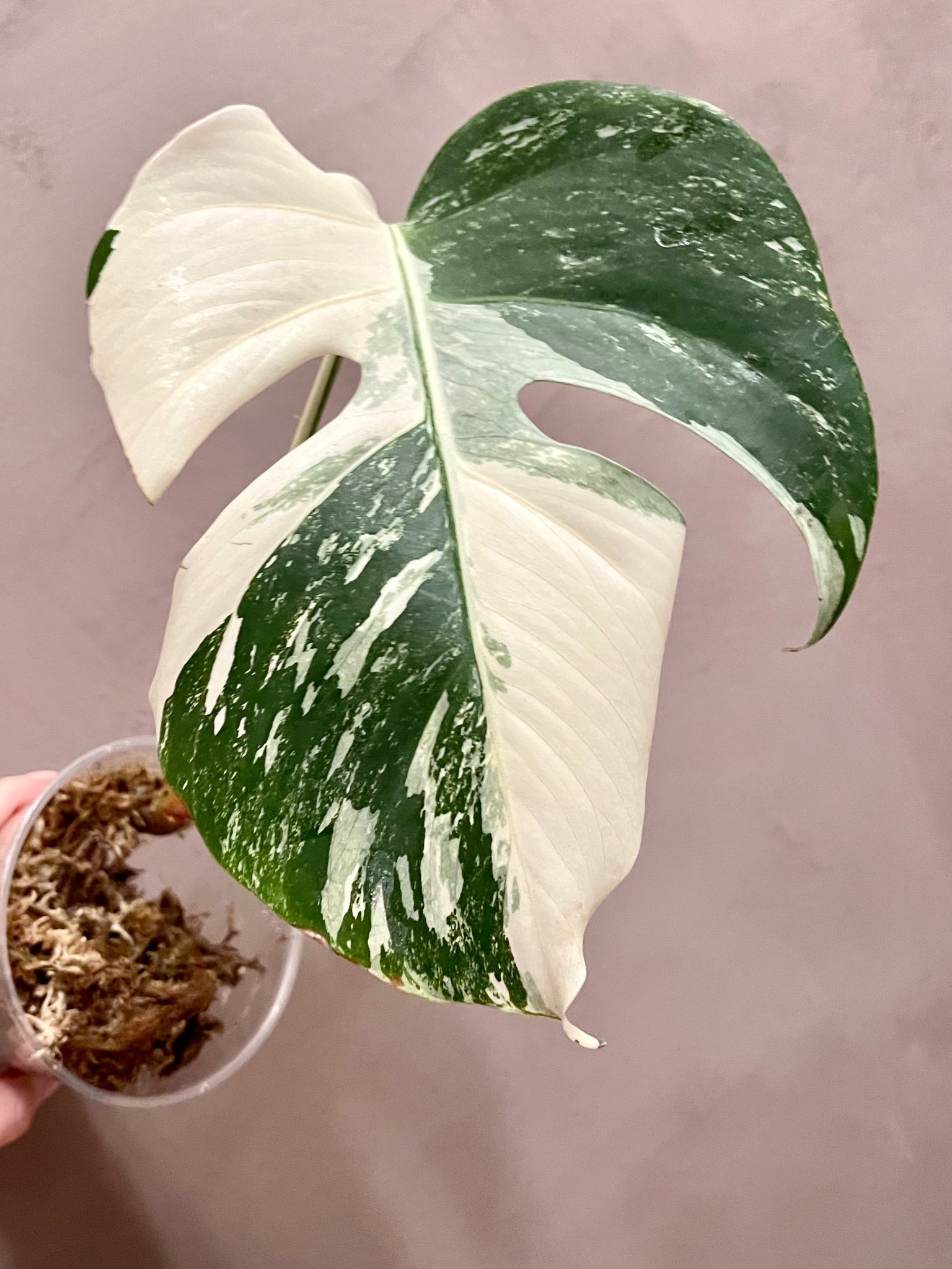 Monstera Deliciosa albo variegata, small form | Köp på Tradera (630304818)
