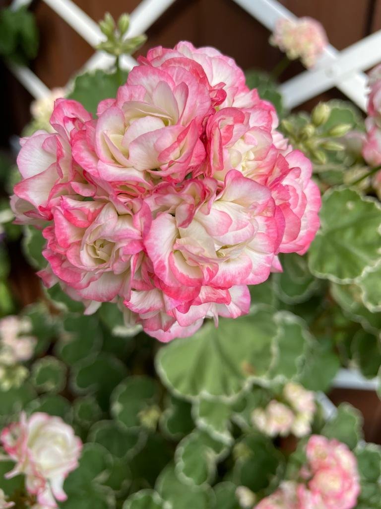 Japansk Uaito Ringu Geishasyster Pelargon x hor.. | Köp på Tradera ...