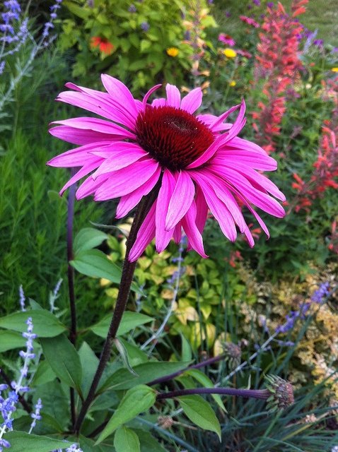 Rudbeckia Purpurea Echinacea Ma.. | Köp från ullabulla0 på Tradera ...
