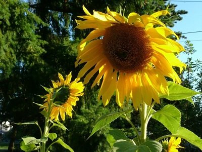 Helianthus annuus 'Giant Sunzilla' - JÄTTE Solr.. | Köp på Tradera ...