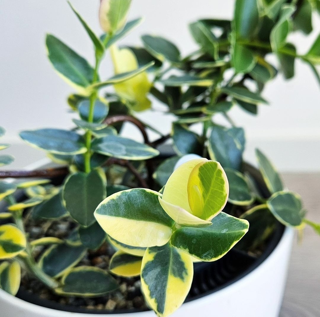 Se produkter som liknar Hoya cumingiana variegata *FL.. på Tradera ...
