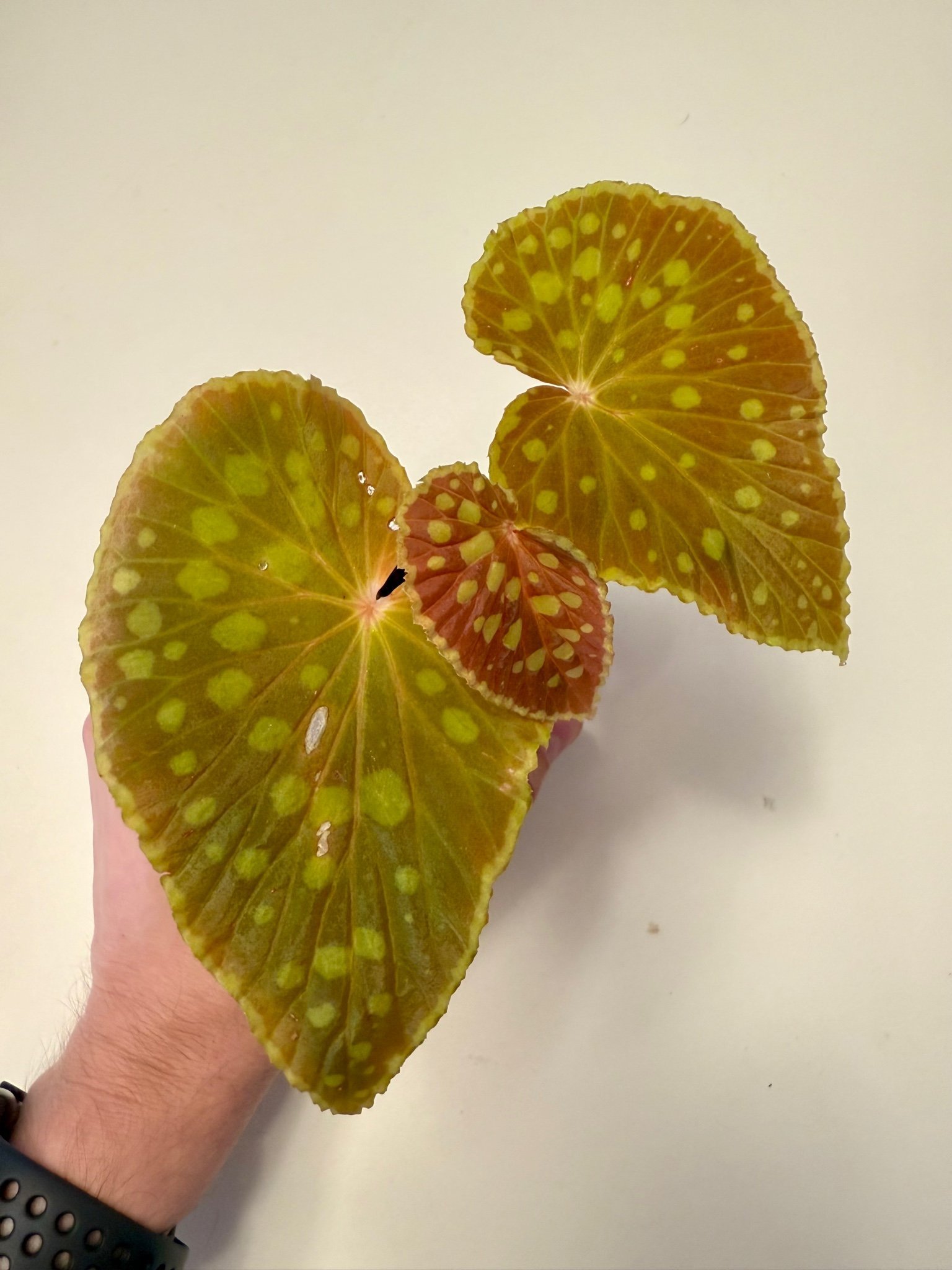 Se produkter som liknar Begonia Chlorosticta «red form» på Tradera ...