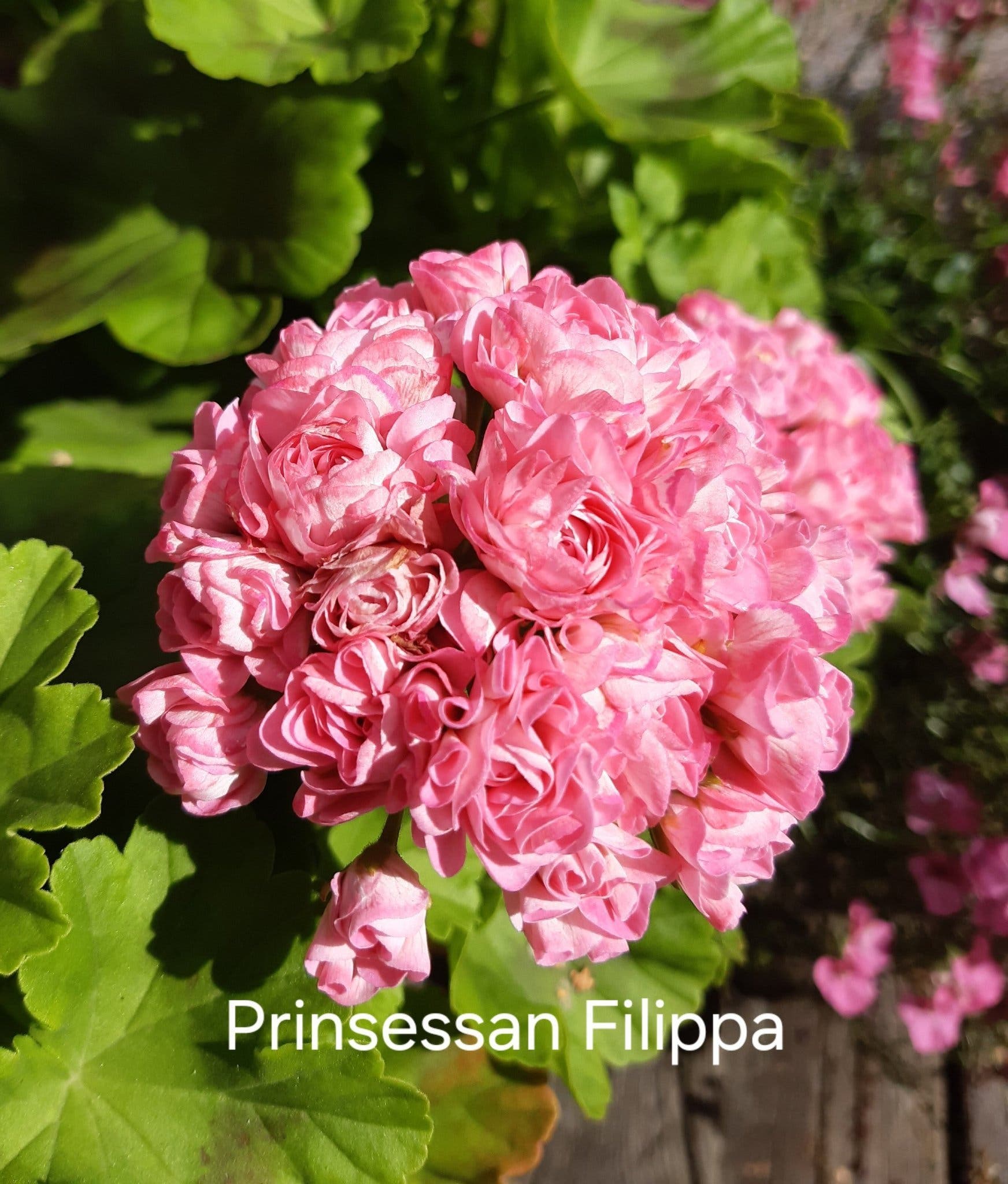 Se produkter som liknar Pelargon Prinsessan Filippa på Tradera (636797402)