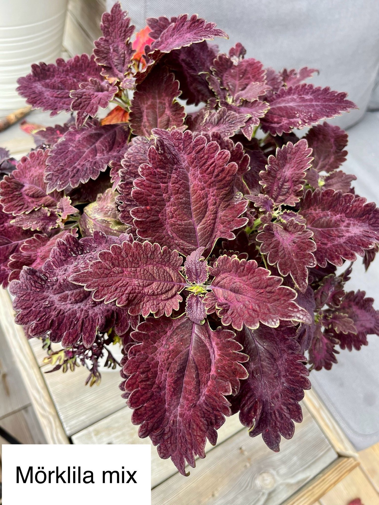 Palettblad/coleus frön, minst 10st öppet pollin.. | Köp på Tradera ...