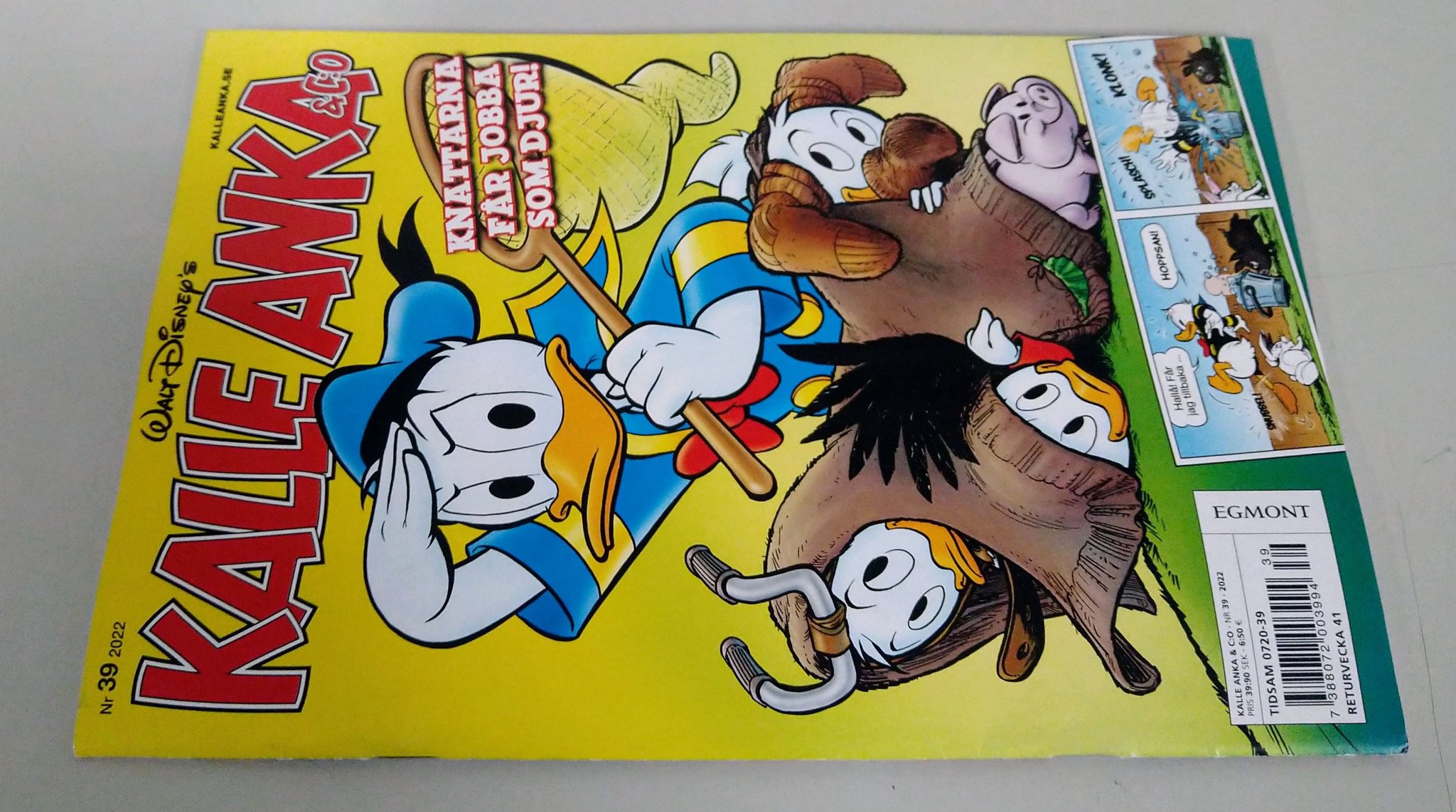 KALLE ANKA & C:O NR 36 2022 - "KNATTARNA FAR JOBBA SOM DJUR!" / oläst ex.