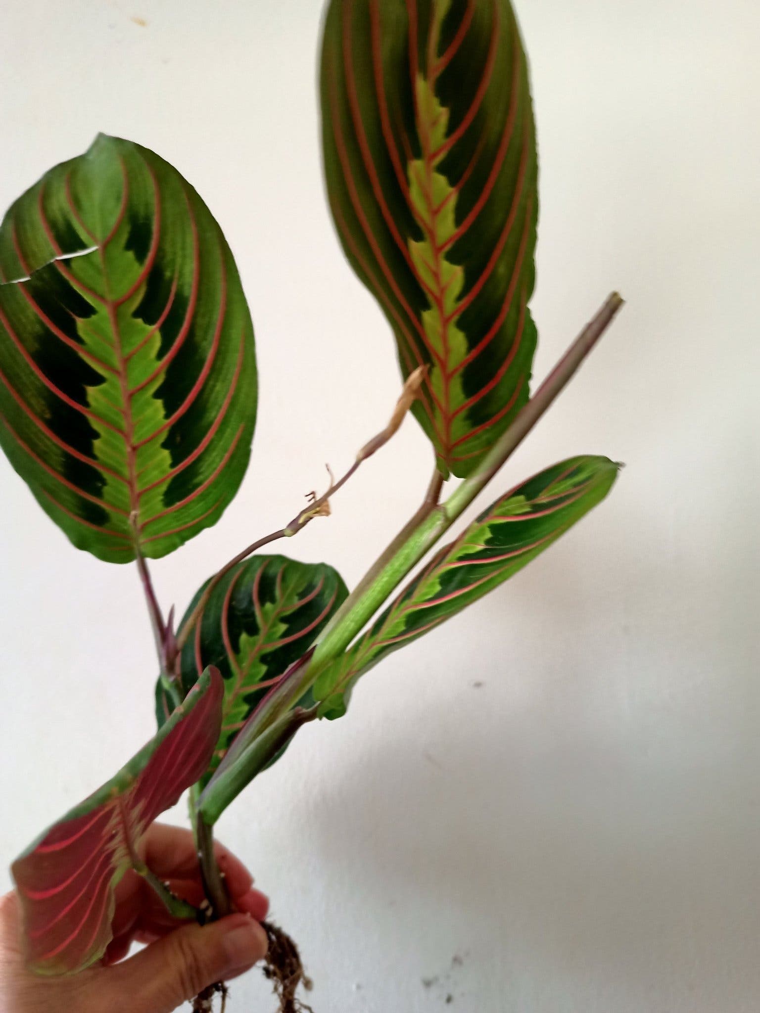 MARANTA LEUCONEURA TRICOLOR - planta | Köp på Tradera (736571472)