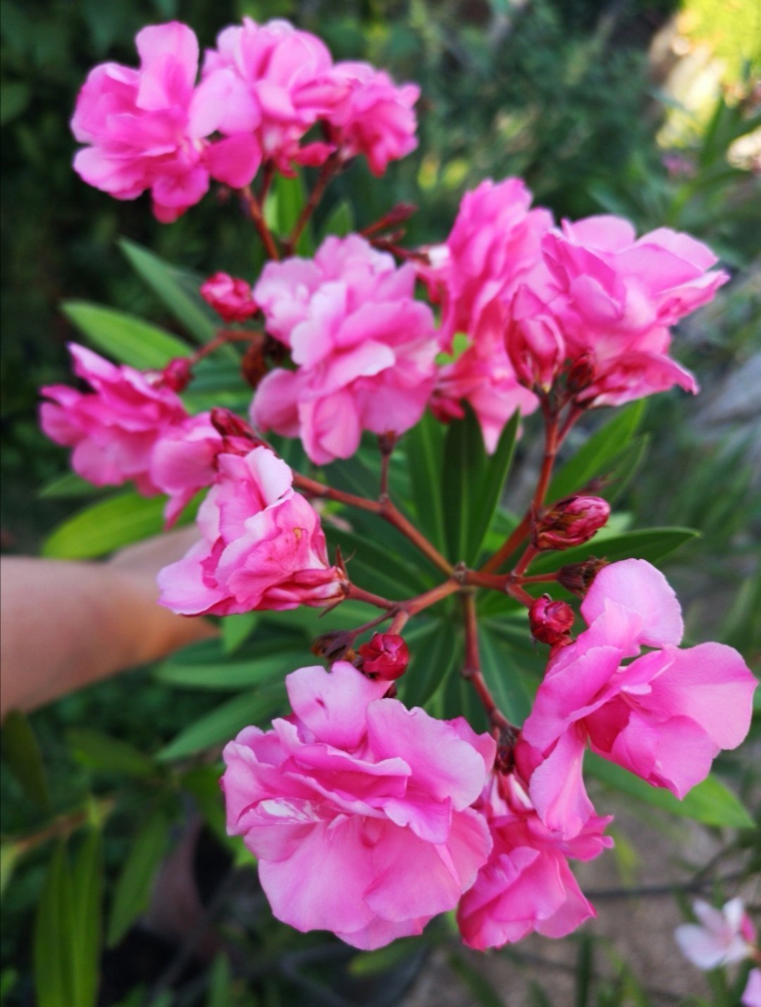 Se produkter som liknar Nerium oleander orotad styck .. på Tradera ...