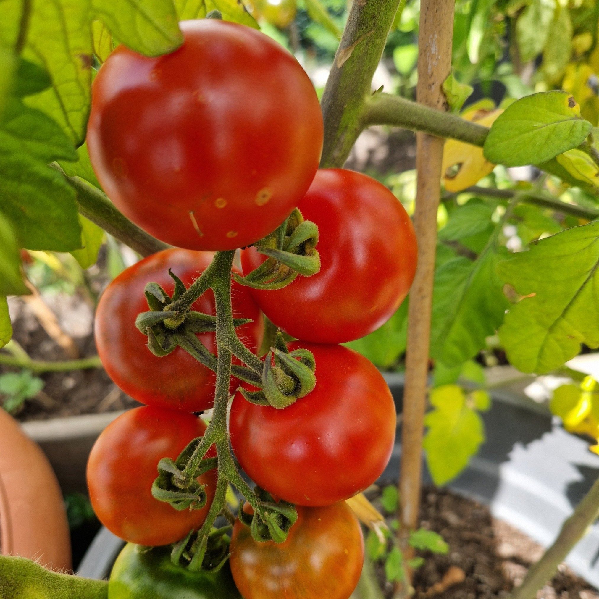 Frö tomat Sub-Arctic Plenty mycket tidig busk m.. | Köp på Tradera ...