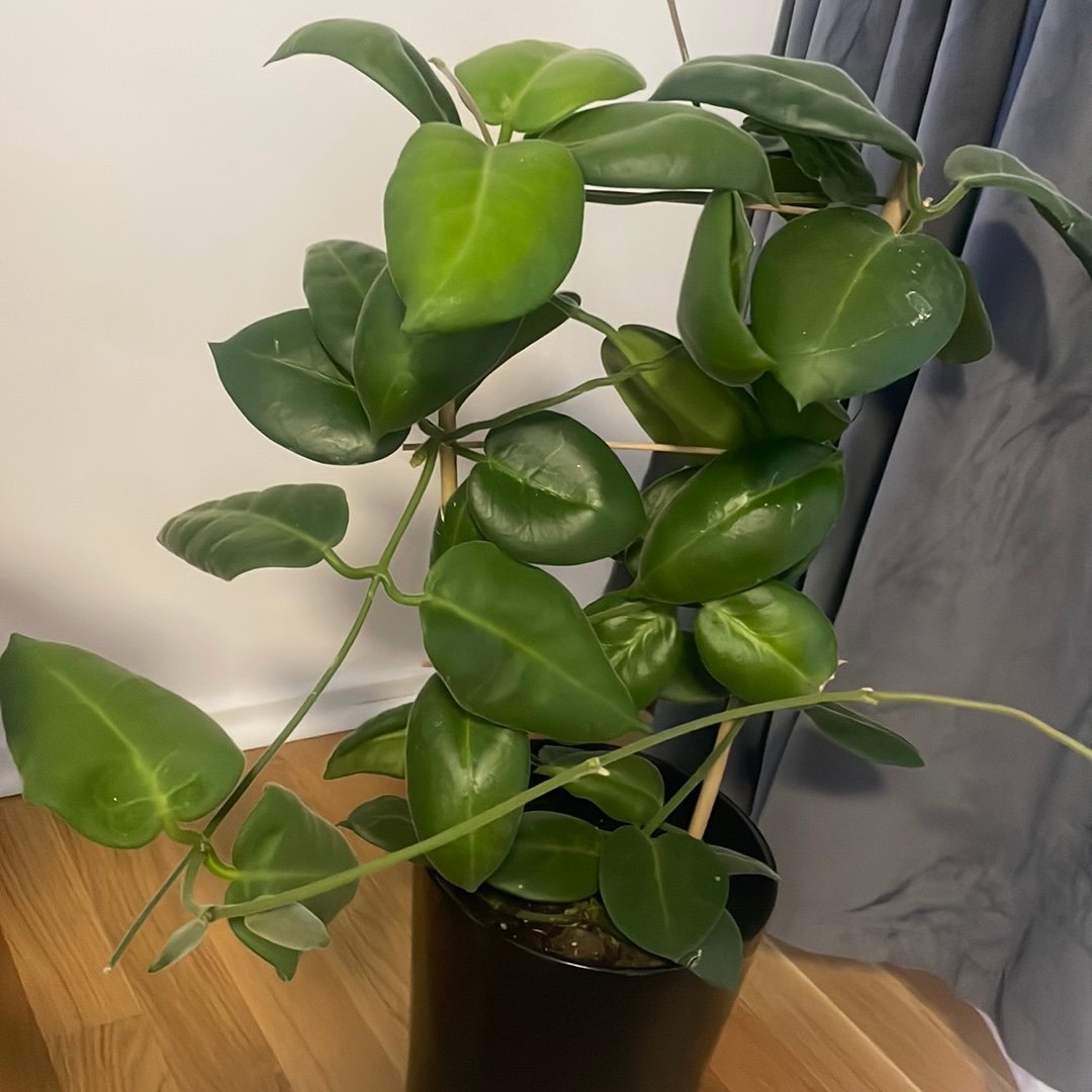 Hoya calycina 'Stargazer' | Köp på Tradera (734762098)