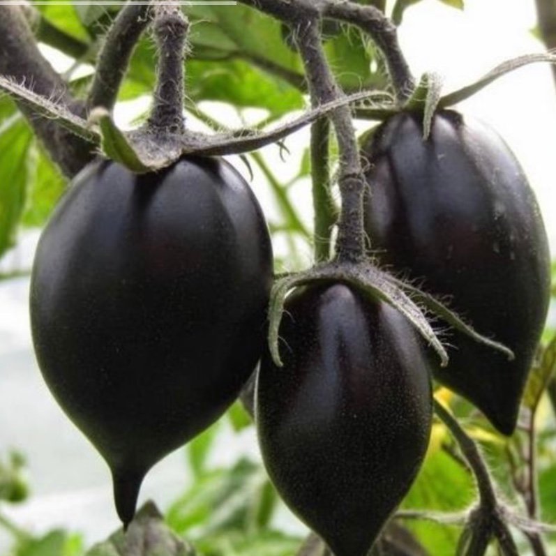 Se produkter som liknar SVART DVÄRG! Shadow boxing Dw.. på Tradera ...