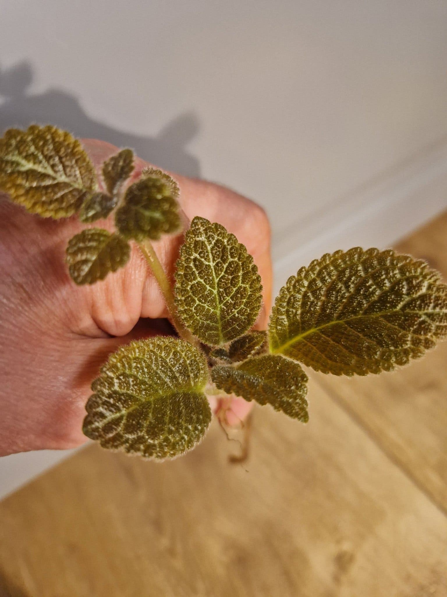 Episcia kopparblad rotad stickling | Köp på Tradera (644458901)