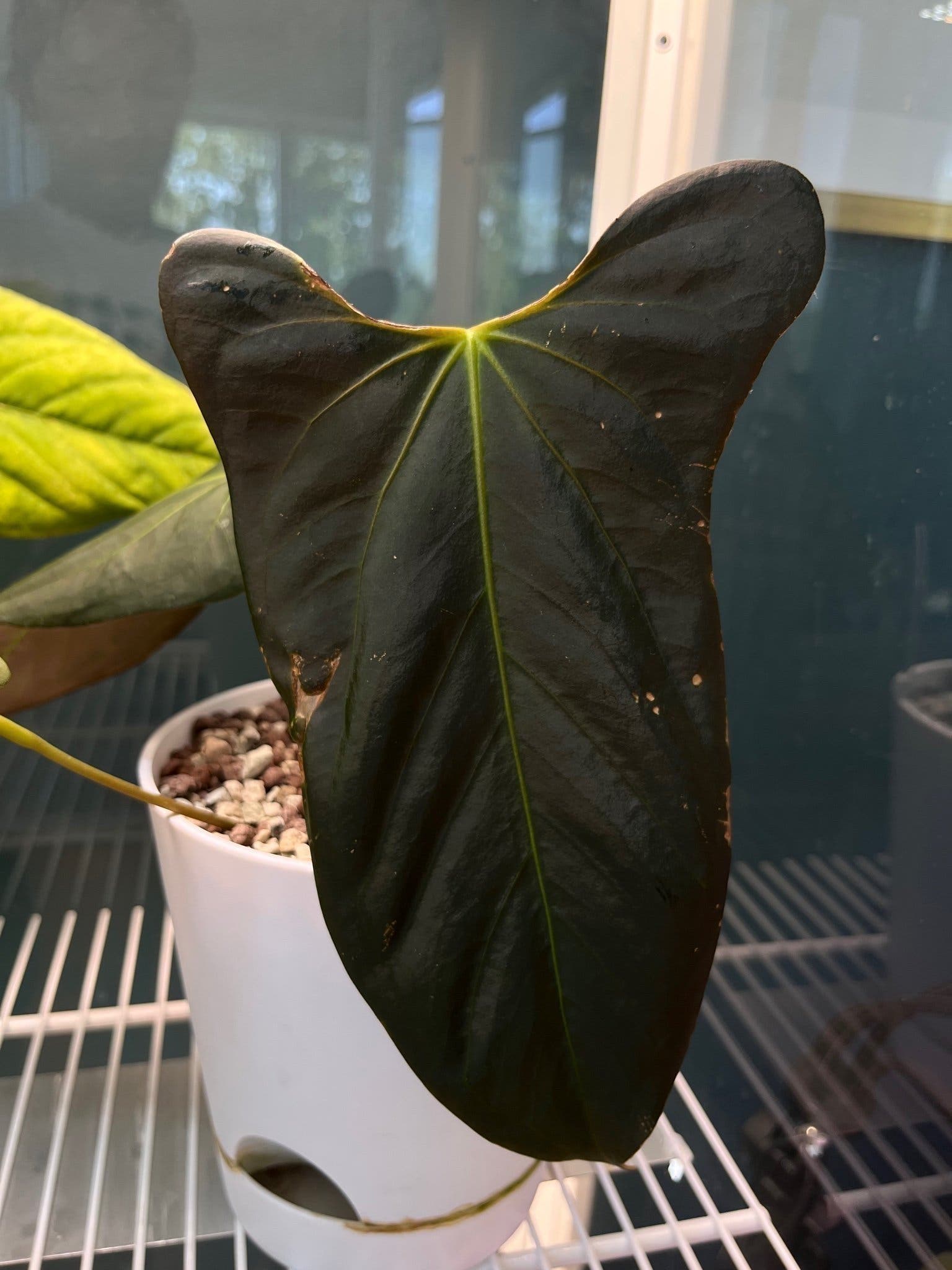 Anthurium Goliath x Indo Portillae | Köp på Tradera (694229105)