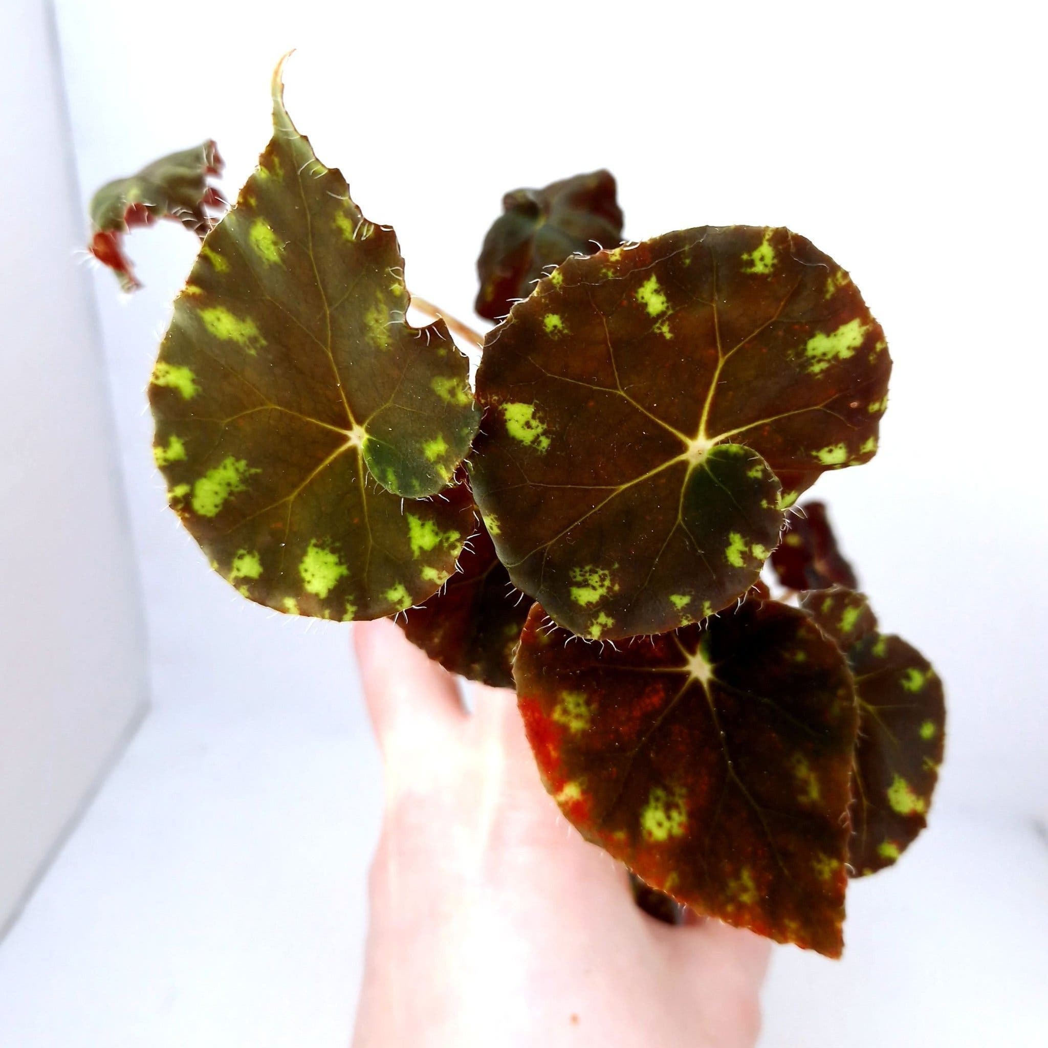 Begonia rex 'Tiger Paws' - Liten planta #2 | Köp på Tradera (635132802)