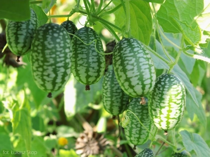 Se produkter som liknar 5 Frön Gucamelon (mini gurka).. på Tradera ...