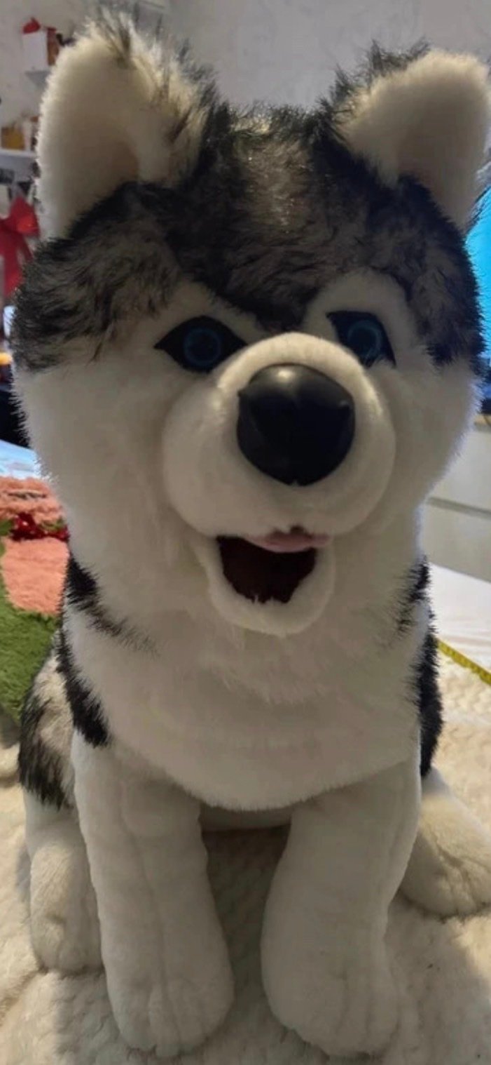 Jättesöt Husky-vovve, 57 cm! | Köp på Tradera (734285810)