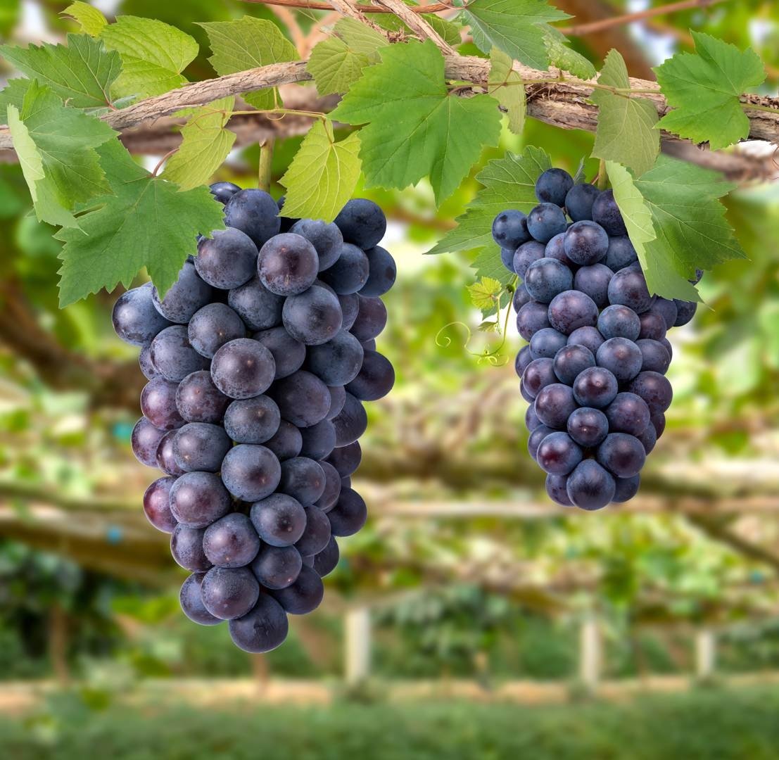 Vitis Kyoho Von Botrus zon 1-2 Stickling | Köp på Tradera (705014336)