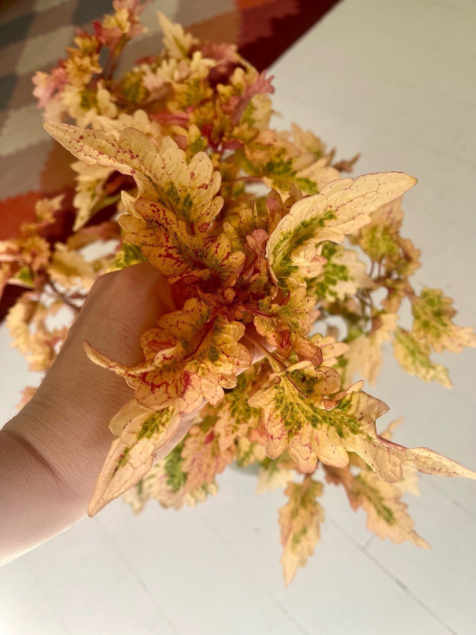 Se produkter som liknar Stickling Palettblad Coleus K.. på Tradera ...