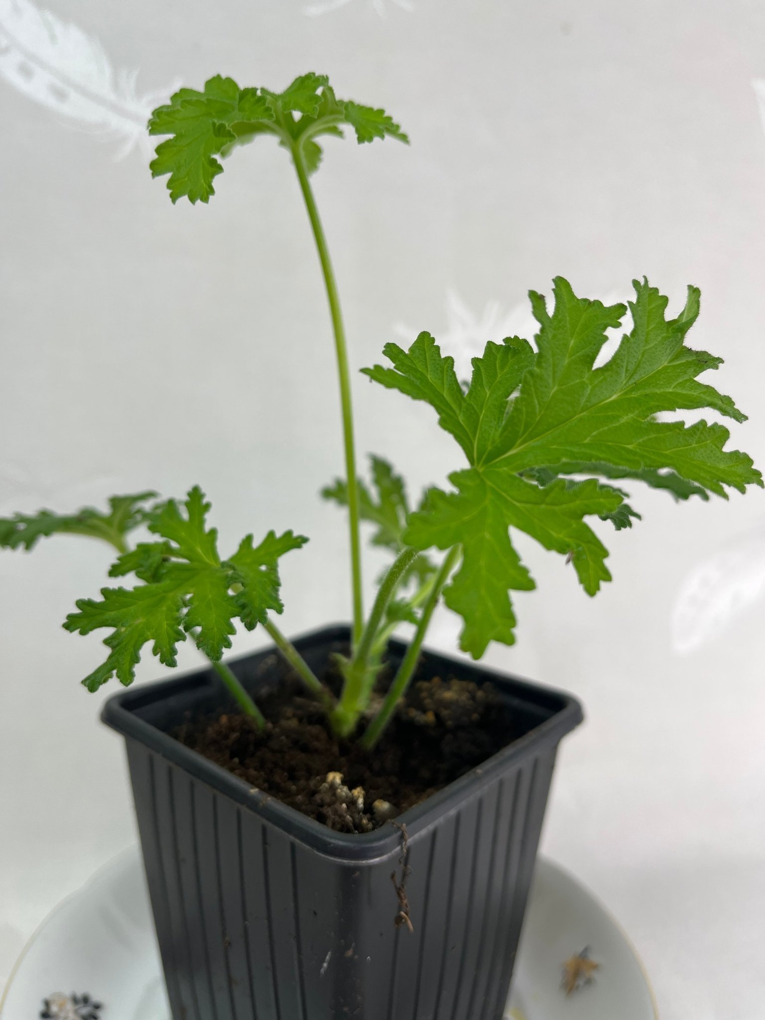 Se produkter som liknar Dr Westerlund doftpelargon ci.. på Tradera ...