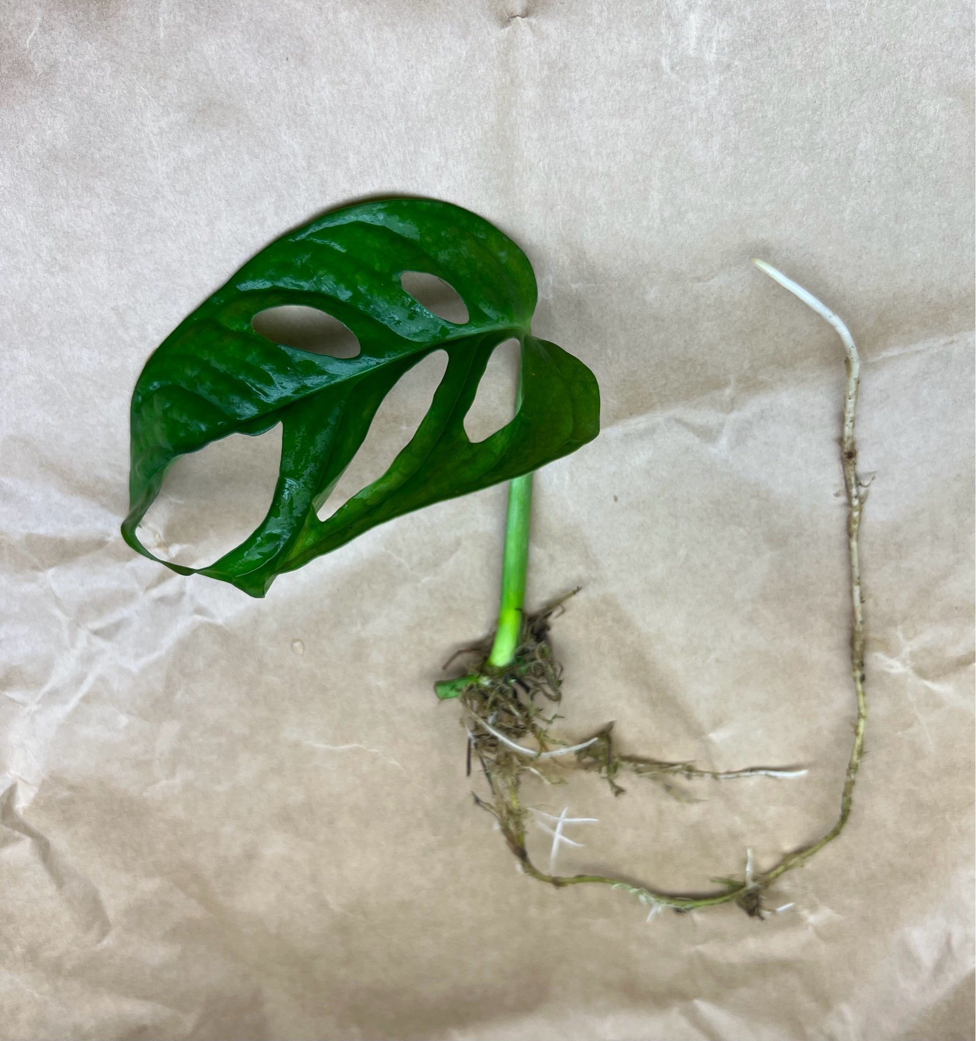 Se produkter som liknar Monstera adansonii, stickling.. på Tradera ...