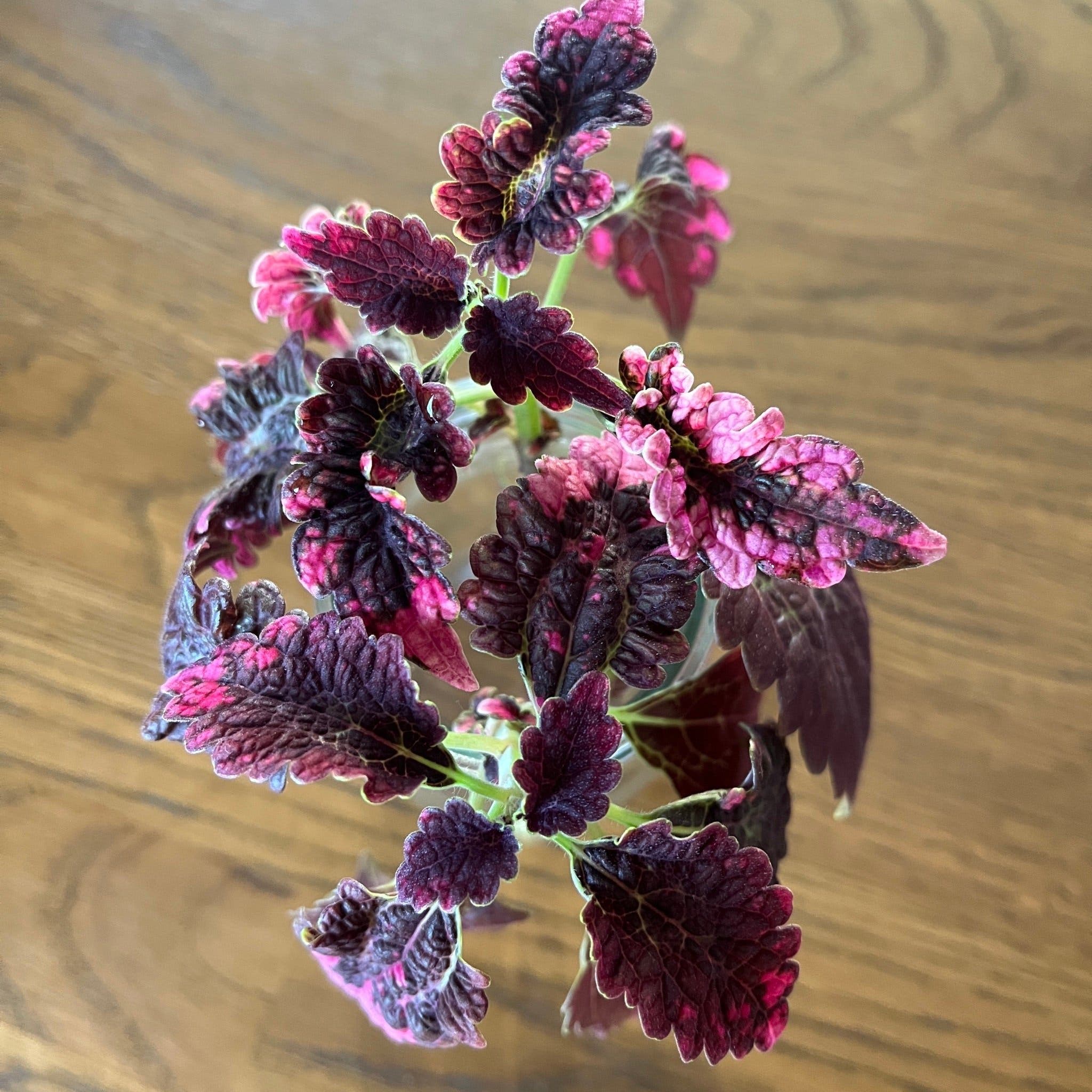 Se produkter som liknar Coleus stickling på Tradera (690625855)