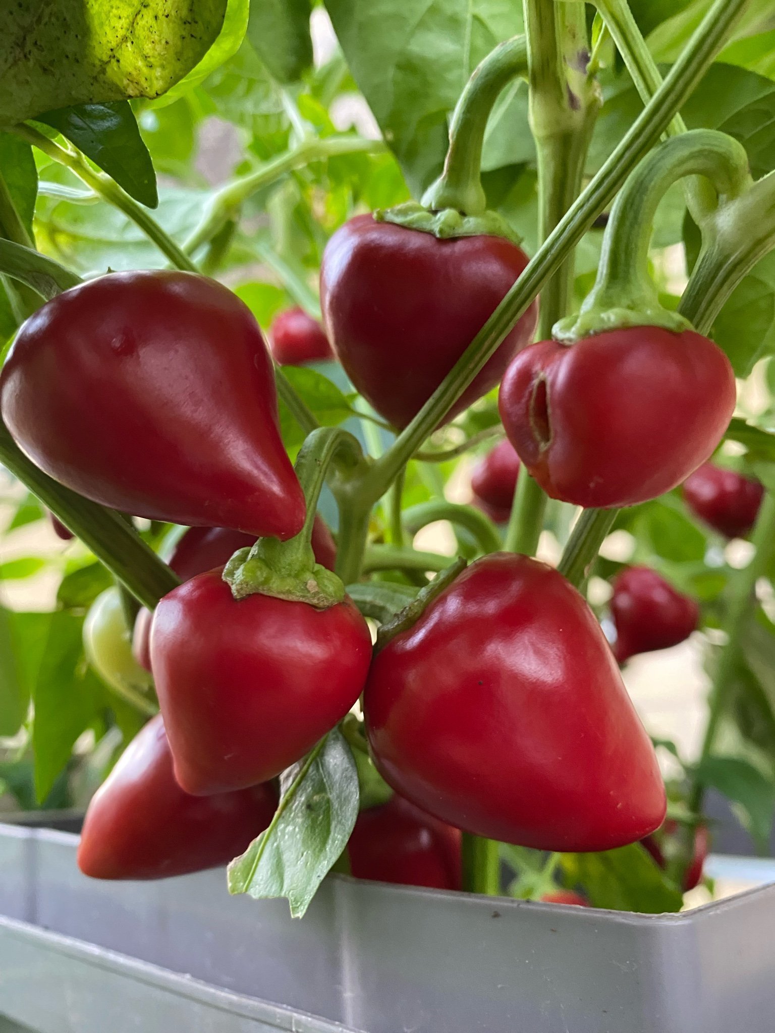 Havannapeppar 'Biquinho Capsicum chinense | Köp på Tradera (709121324)