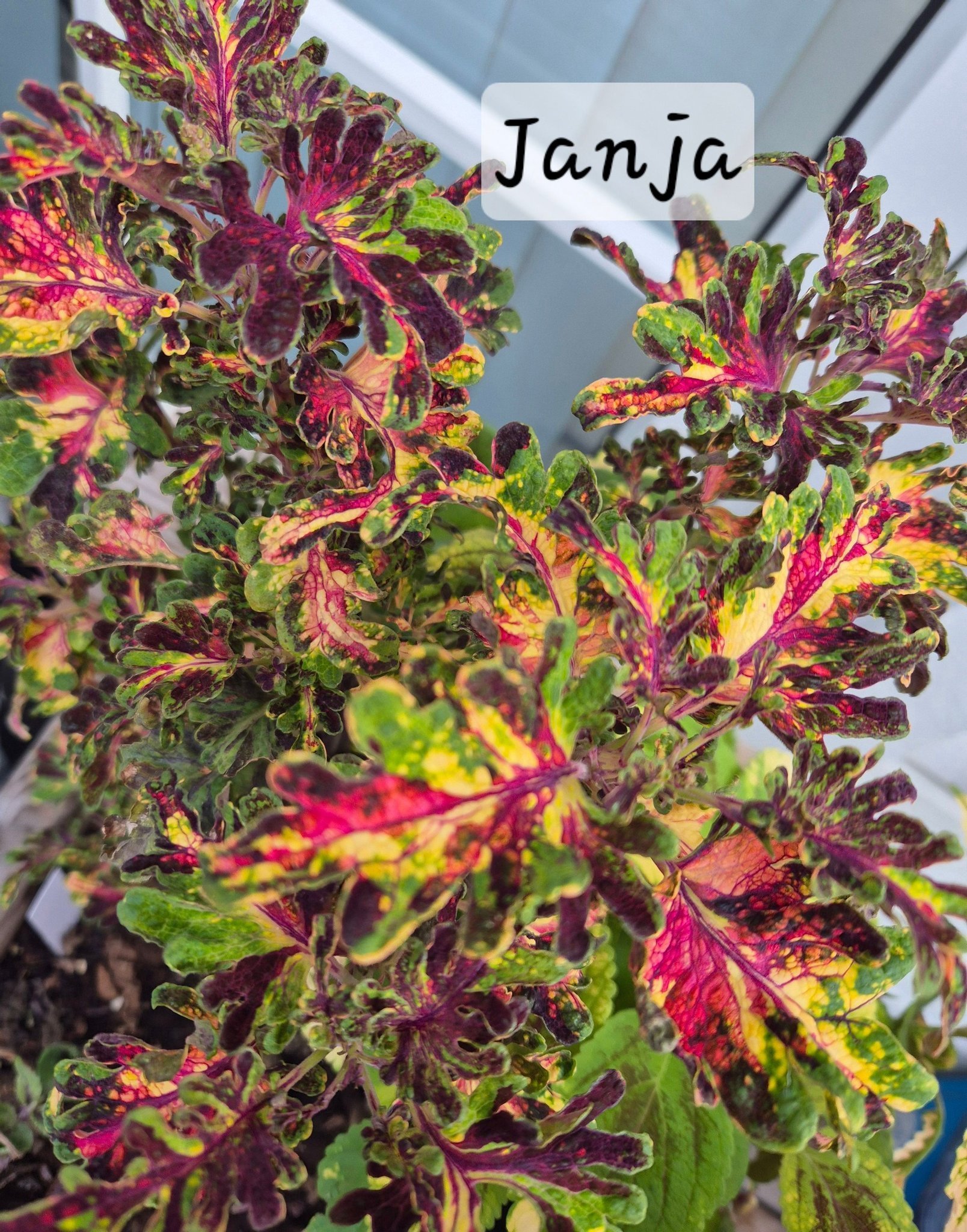 FRÖN, Janja, Coleus, 5+ | Köp på Tradera (710430753)