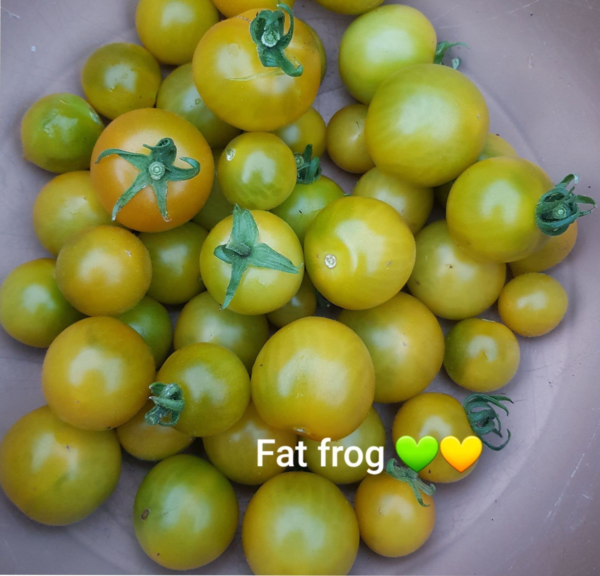 Tomatfrön-Fat Frog, 5st fermenterade från ekolo.. | Köp på Tradera ...