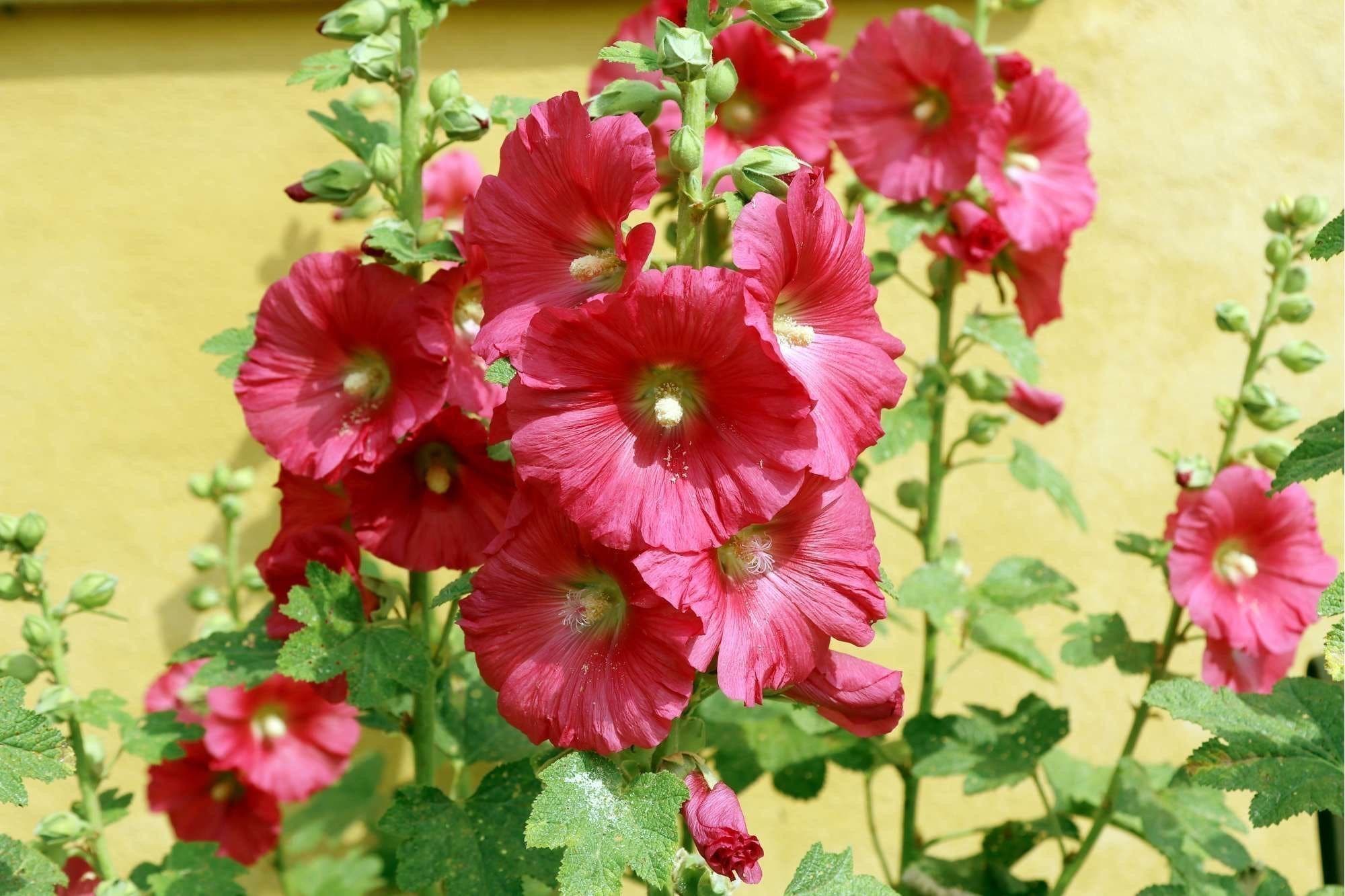 Se produkter som liknar Stockrosor fröer. Rosa på Tradera (684791756)