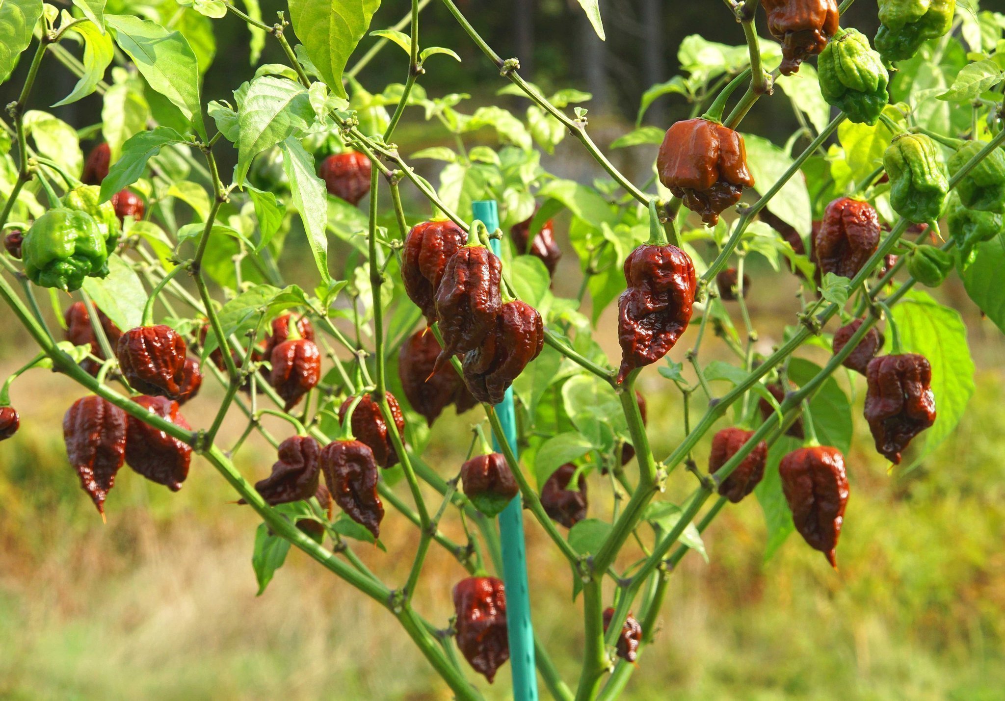 Se produkter som liknar Chili Carolina Reaper på Tradera (704099014)