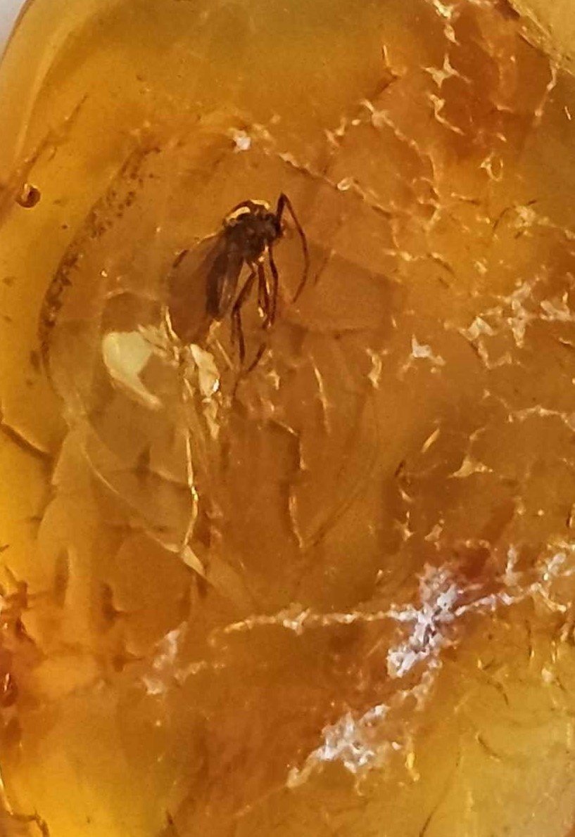 Unik bärnsten med insekt | Köp på Tradera (655313476)