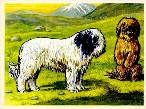 TIBETANSK TERRIER - KAMERAD HUND - SAMLARBILD F.. | Köp på Tradera ...