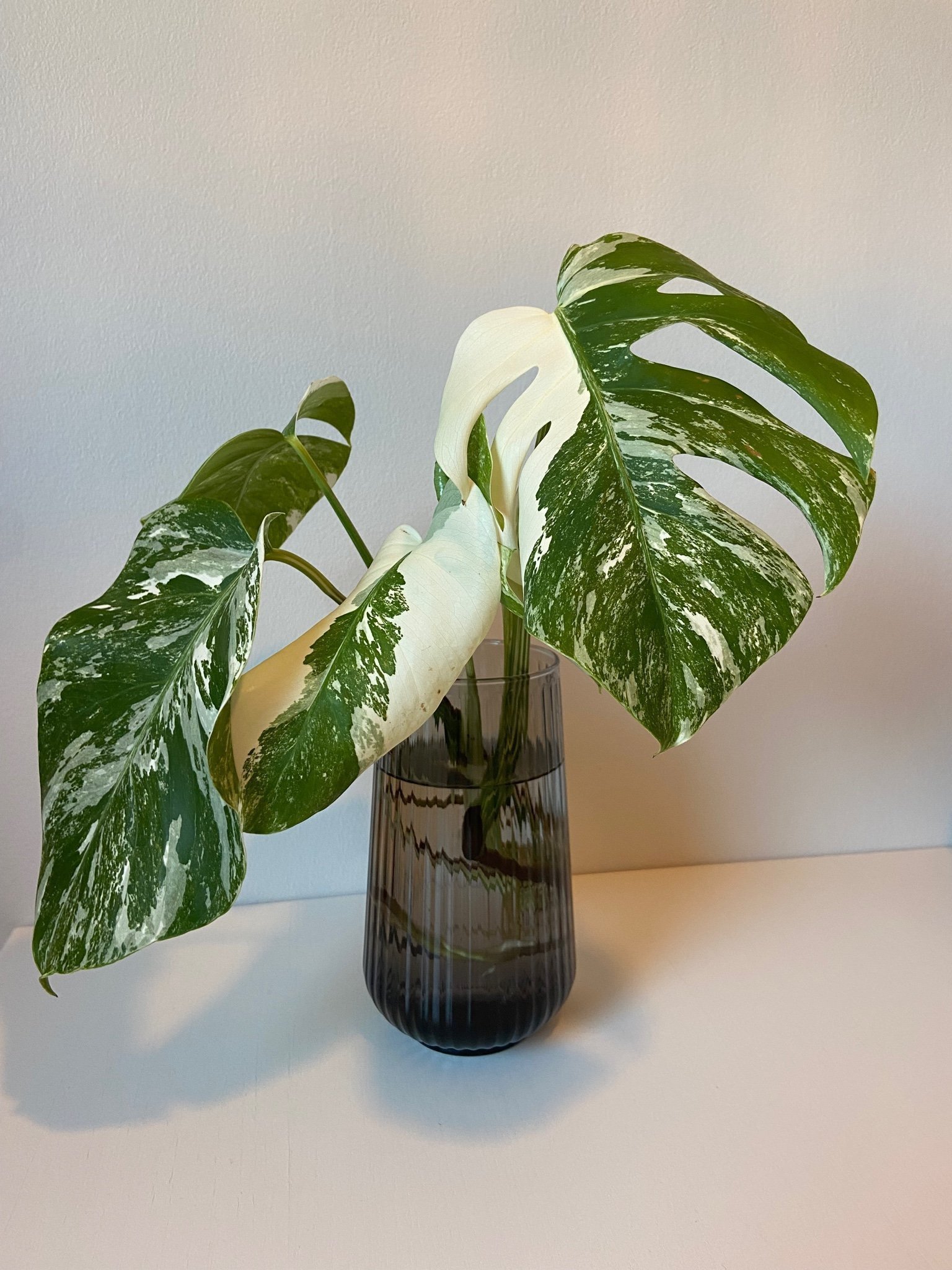 Monstera variegata sticklingar (2 toppstickling.. | Köp på Tradera ...